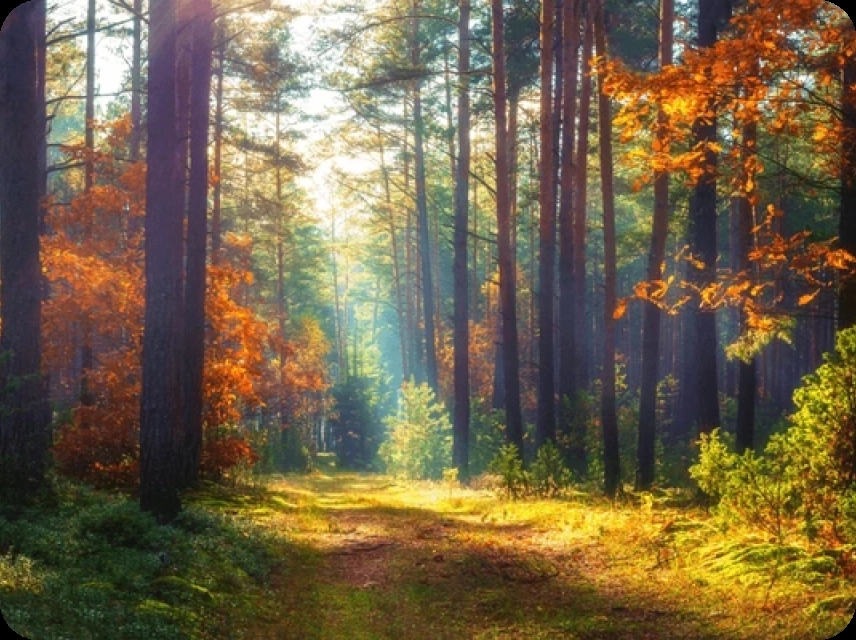 Best 354 Forest & Woodland Color Palettes | Octet Design Labs