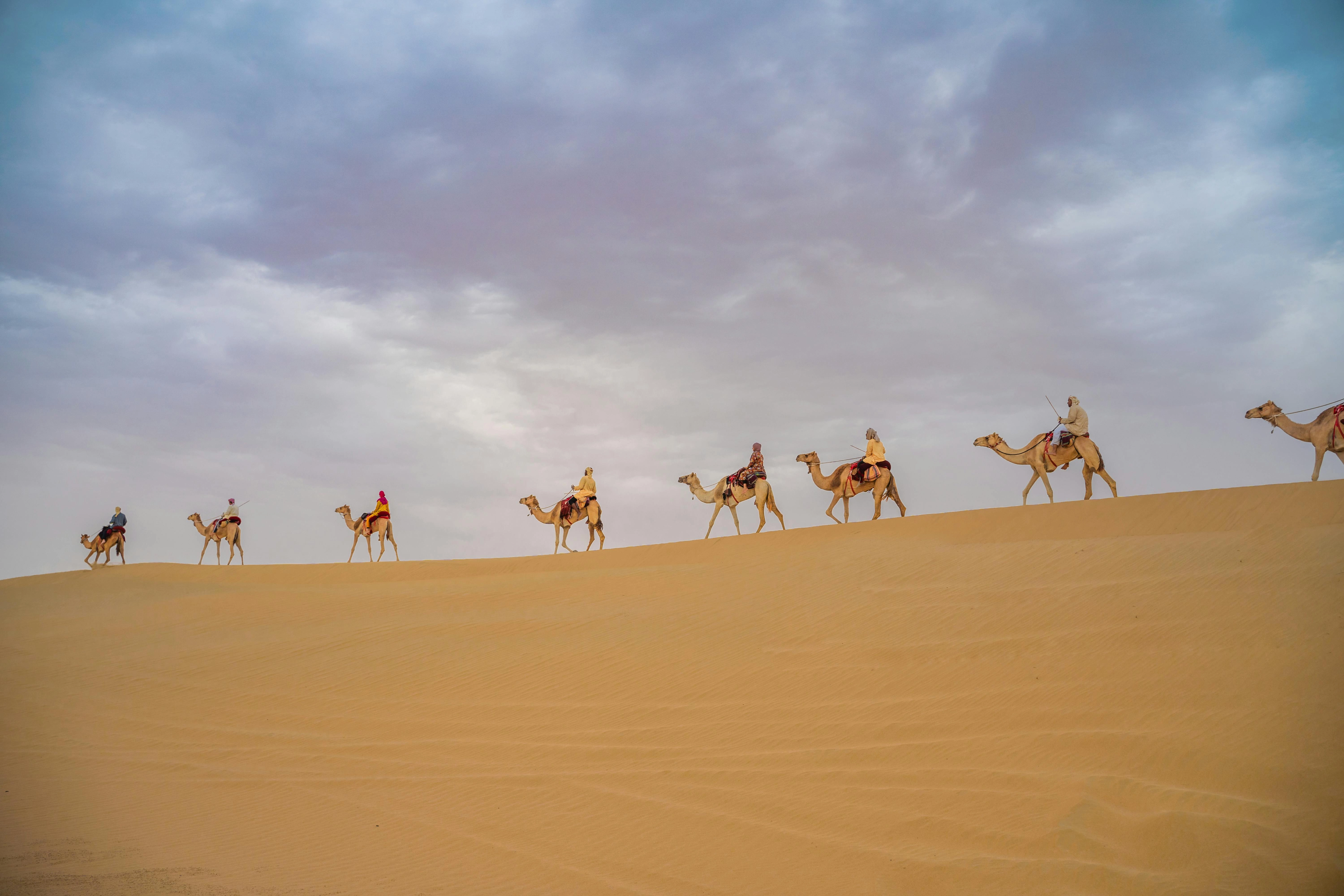 Camel Caravan Color Palette, Combinations & Schemes | Octet Design Labs