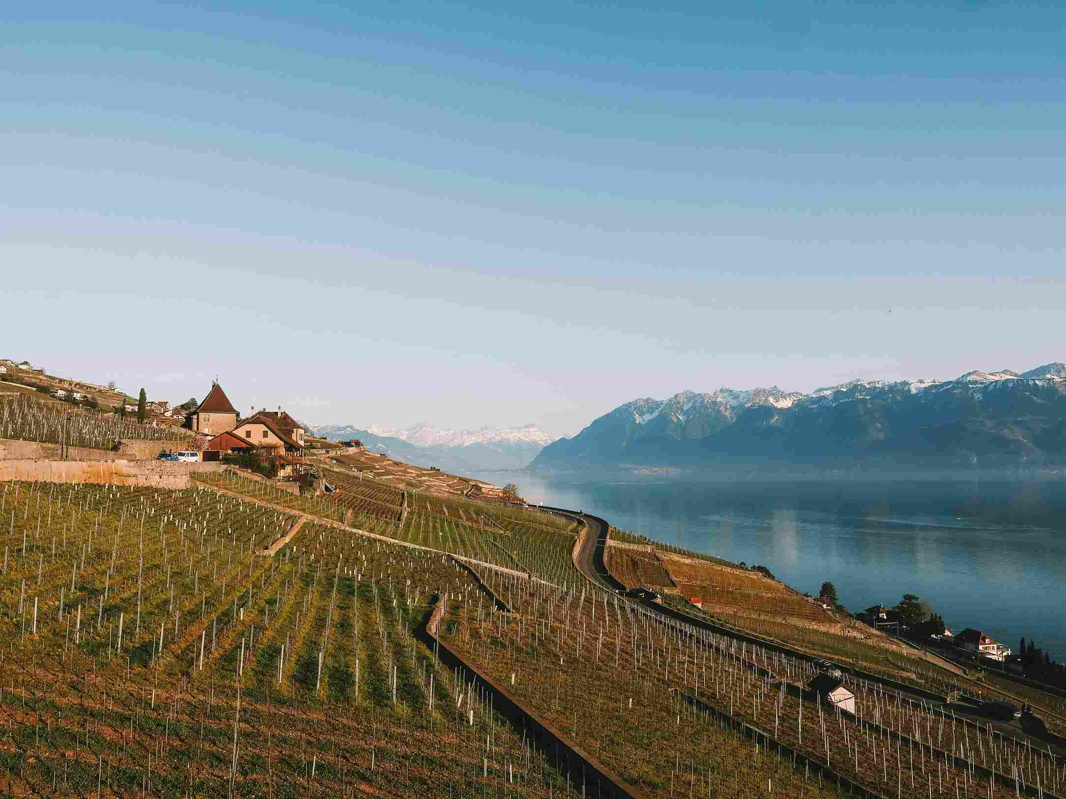 Lakeside Vineyard Color Palette, Combinations & Schemes | Octet Design Labs