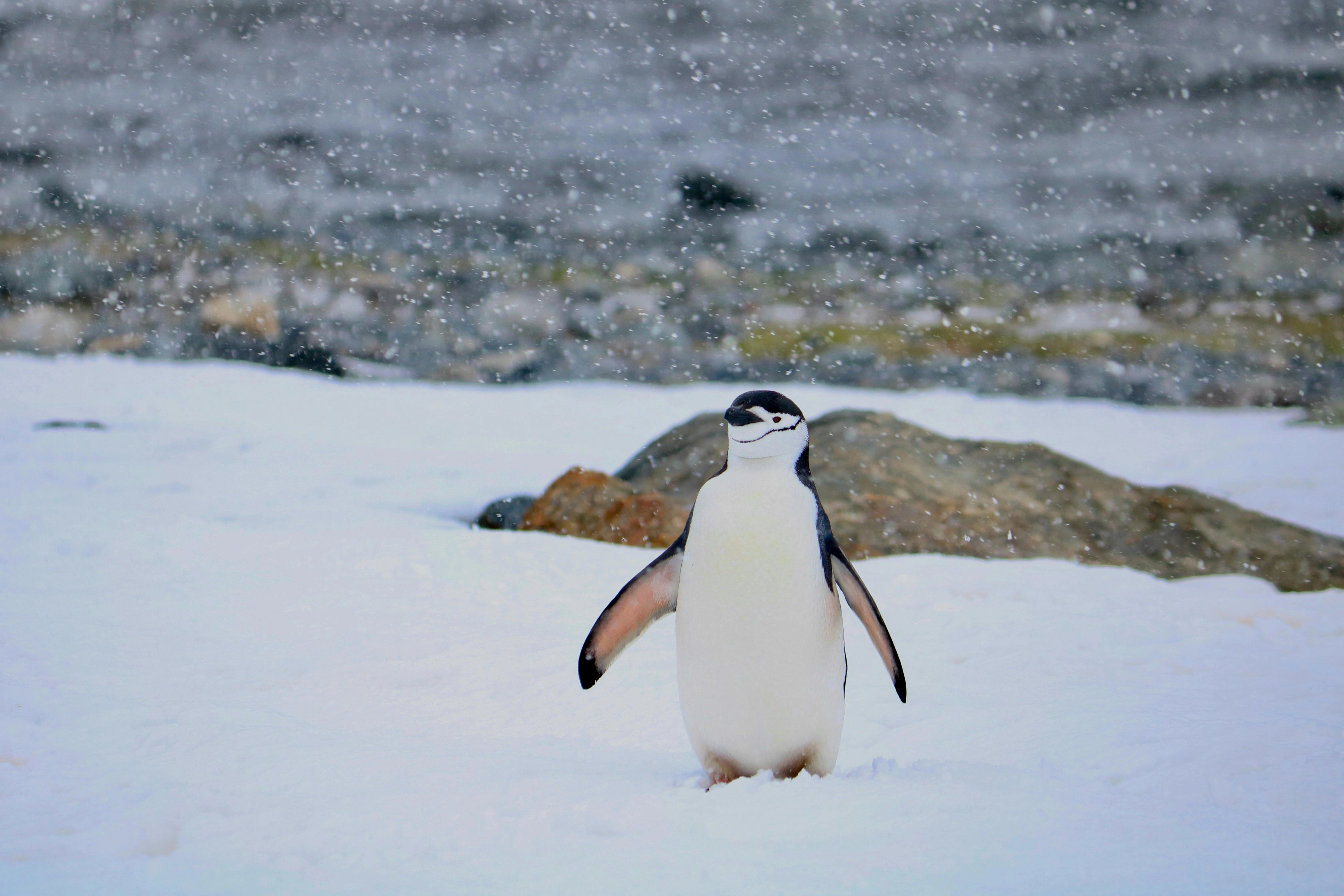 Penguin in Color Palette, Combinations & Schemes | Octet Design Labs