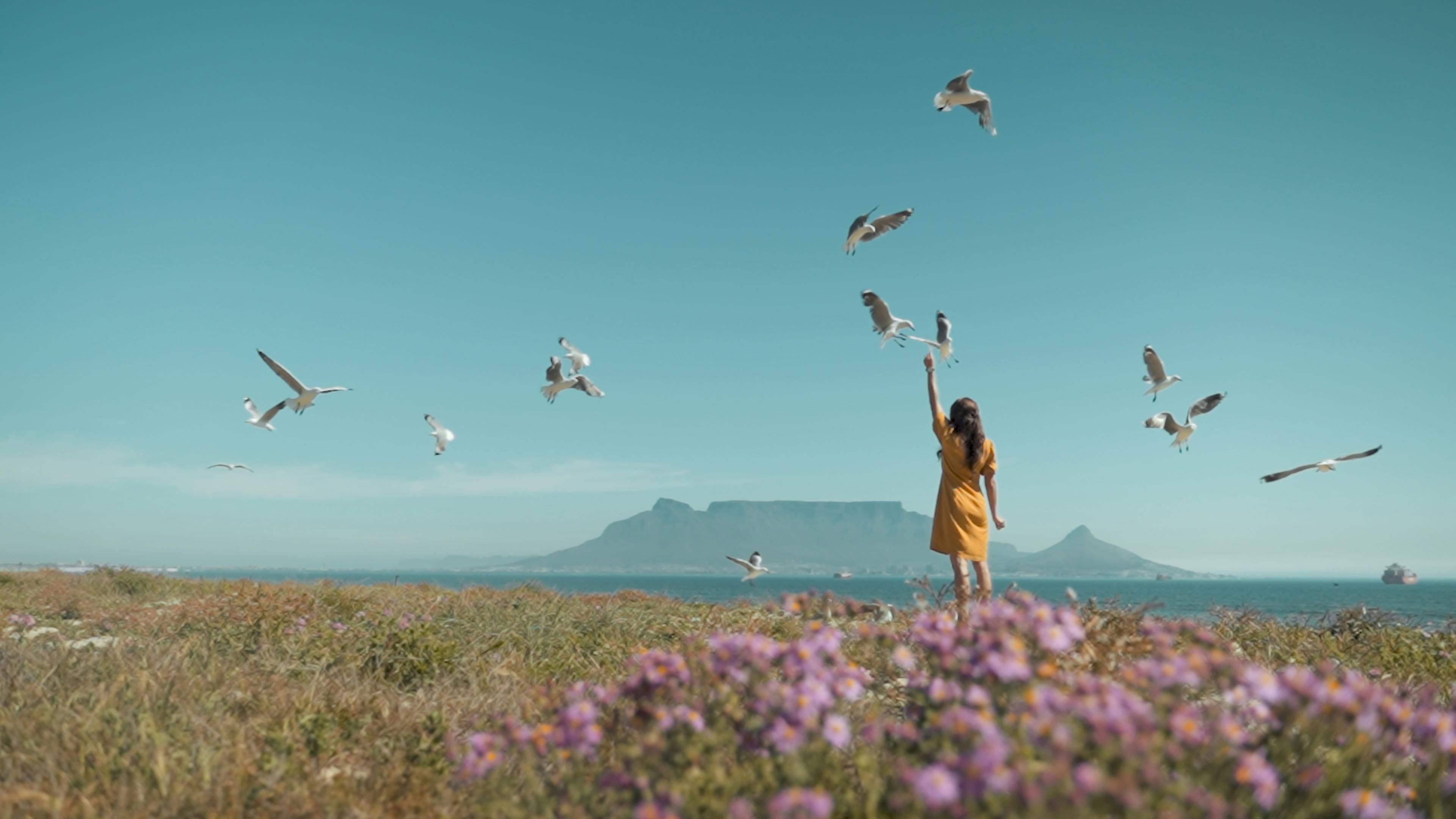 Seagull Dance Color Palette, Combinations & Schemes | Octet Design Labs