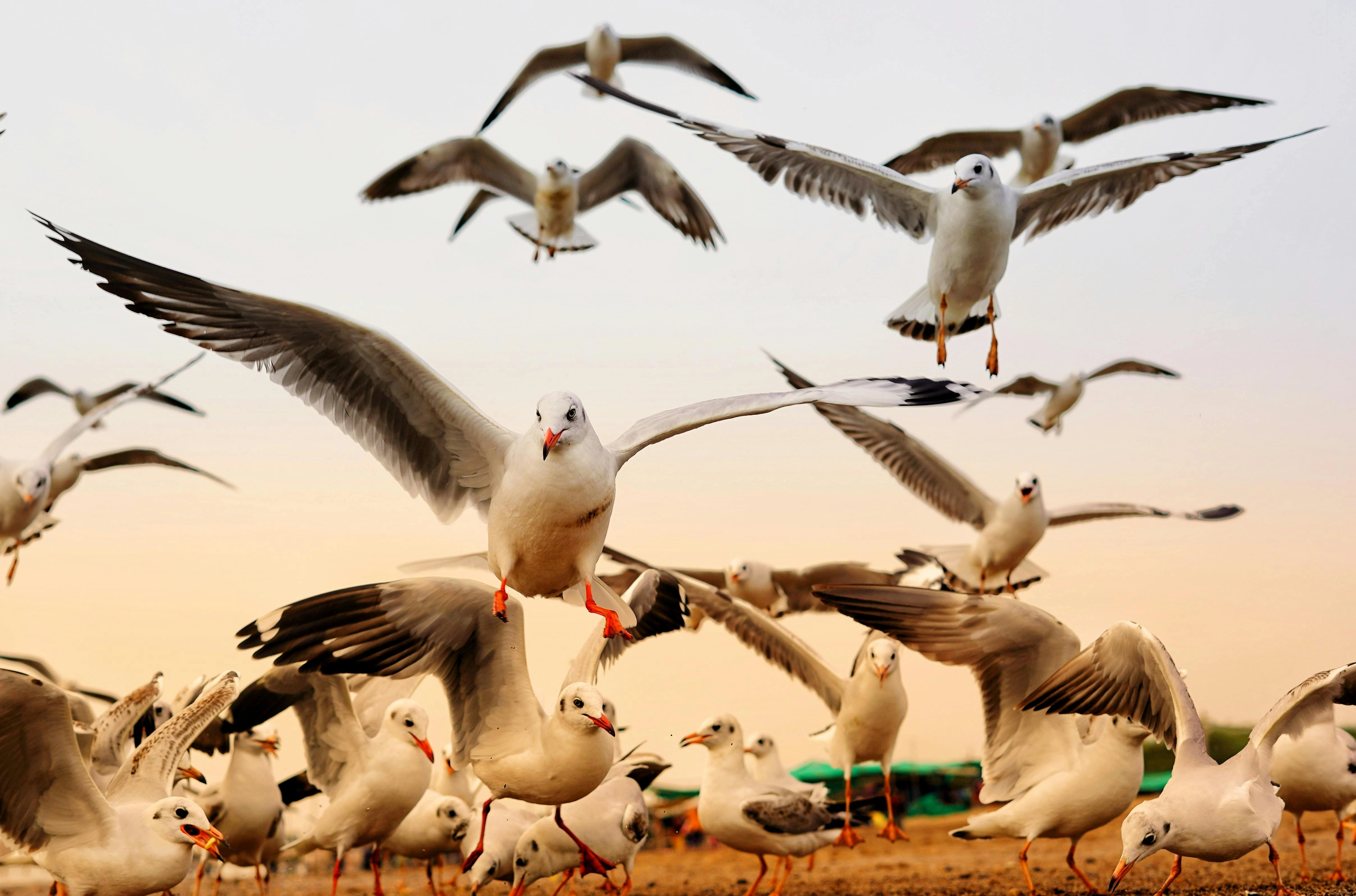 Seagulls in Color Palette, Combinations & Schemes | Octet Design Labs