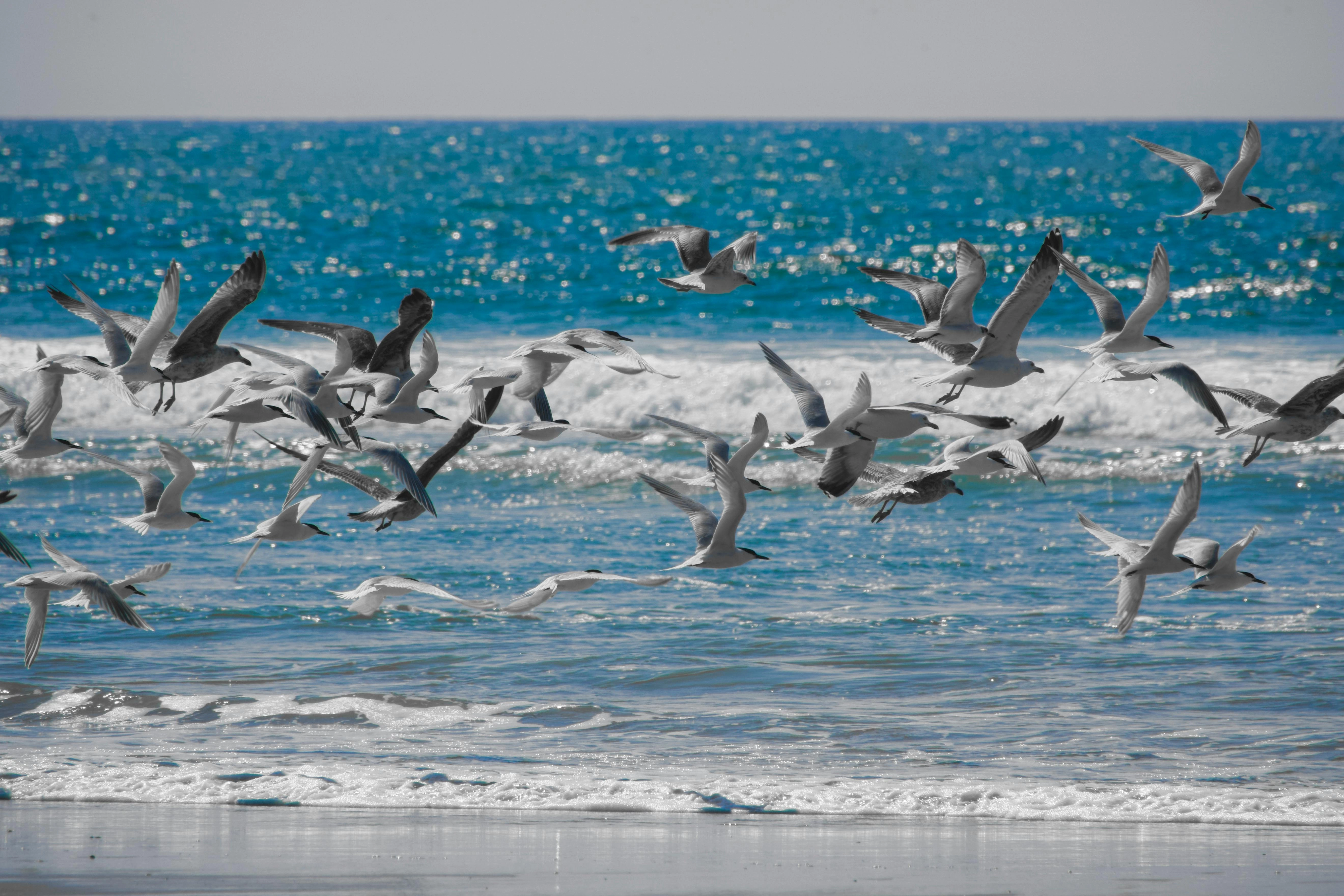 Seagulls Over Color Palette, Combinations & Schemes | Octet Design Labs