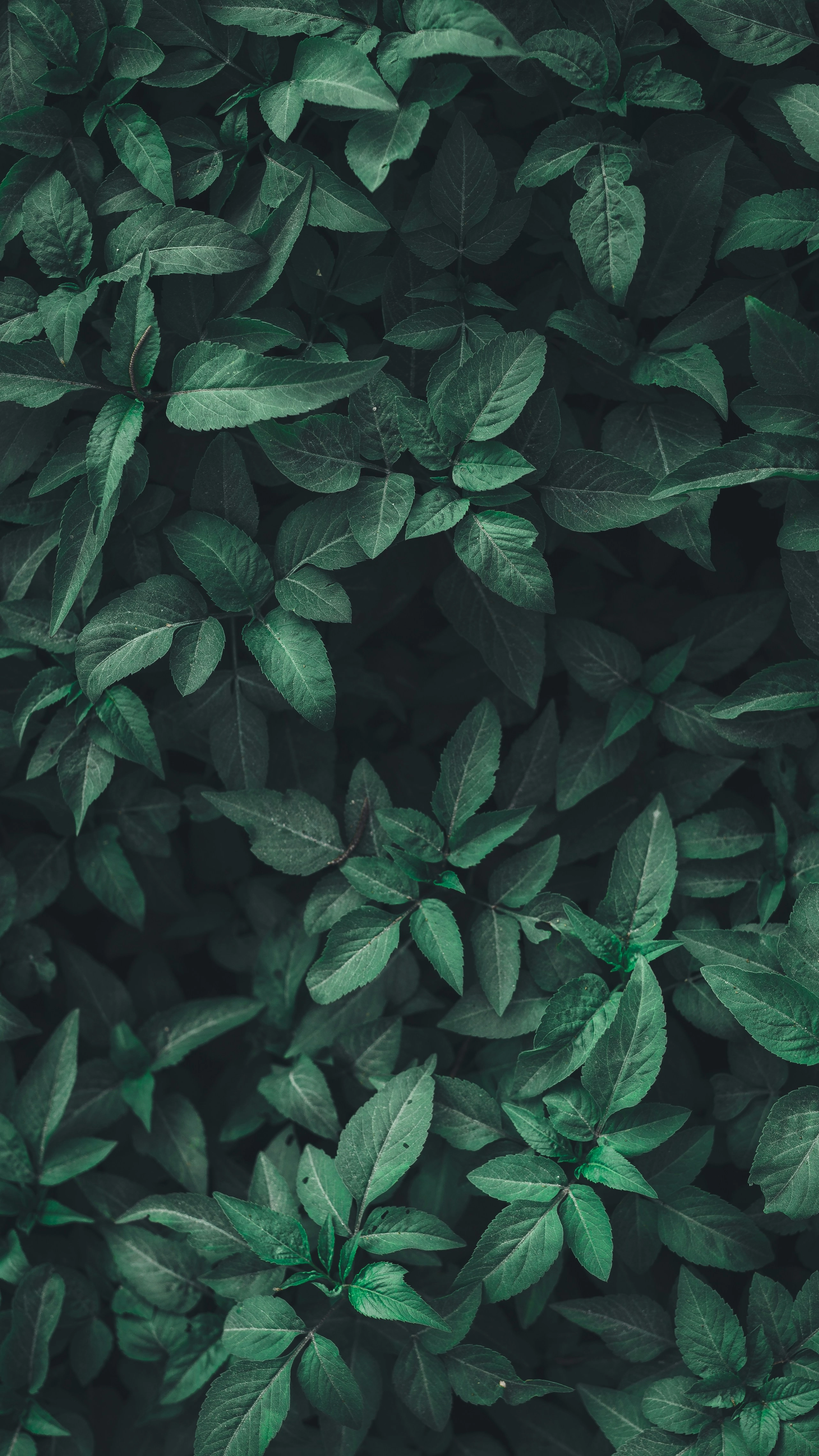 Lush Green Color Palette, Combinations & Schemes | Octet Design Labs