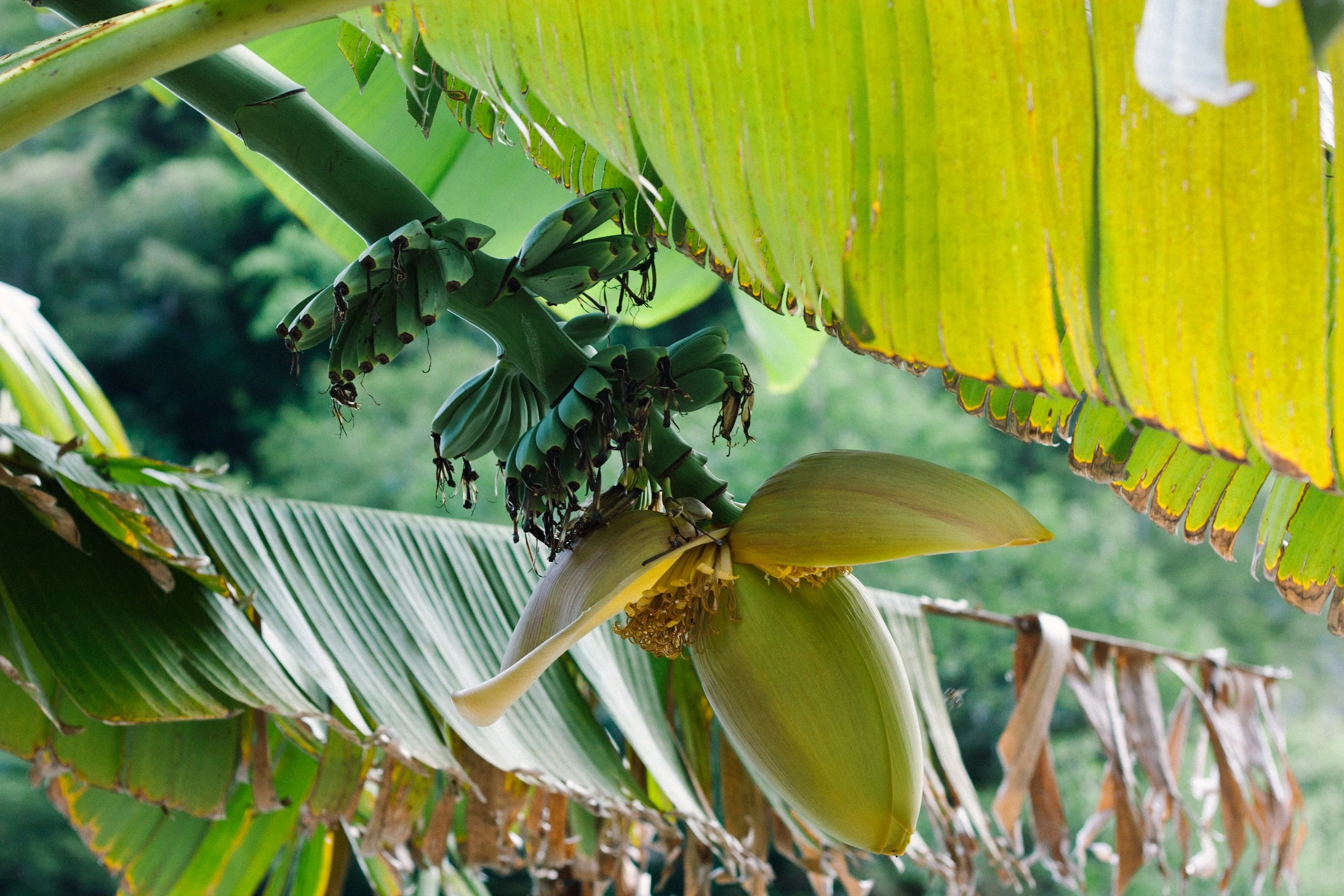 Banana tree Color Palette, Combinations & Schemes | Octet Design Labs