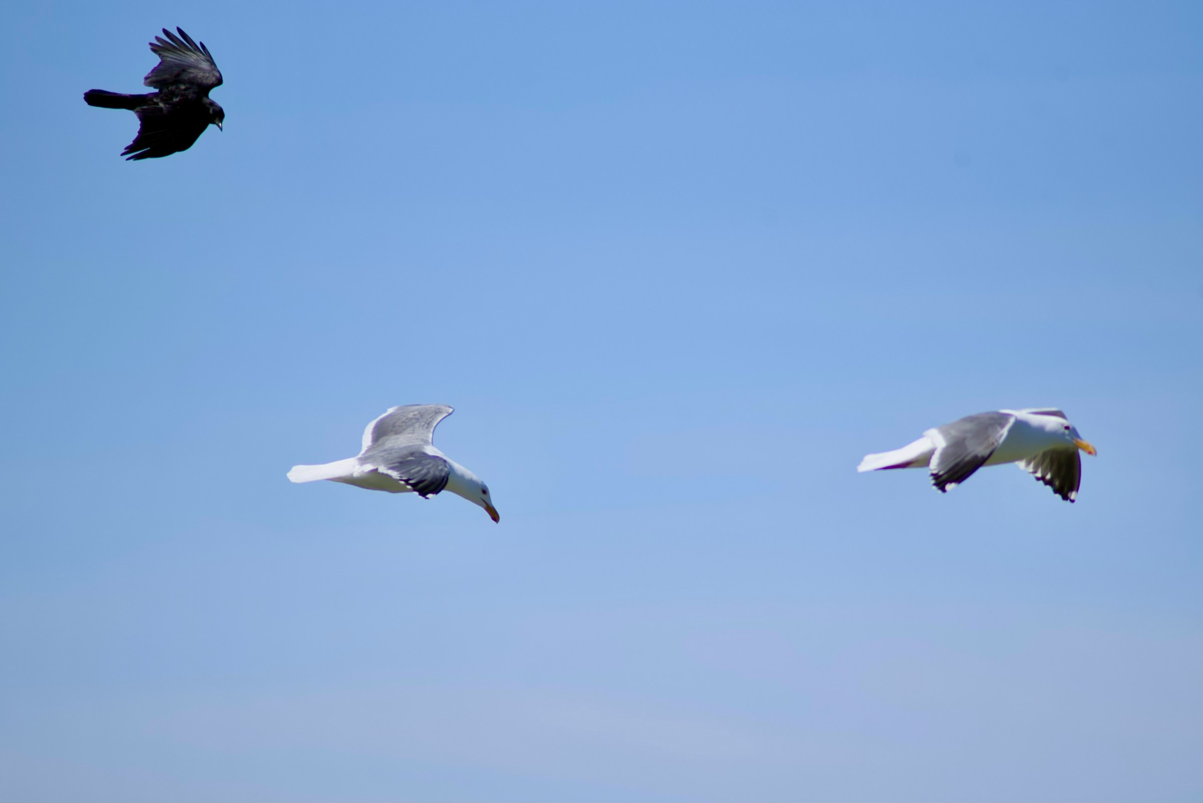 Birds soaring Color Palette, Combinations & Schemes | Octet Design Labs