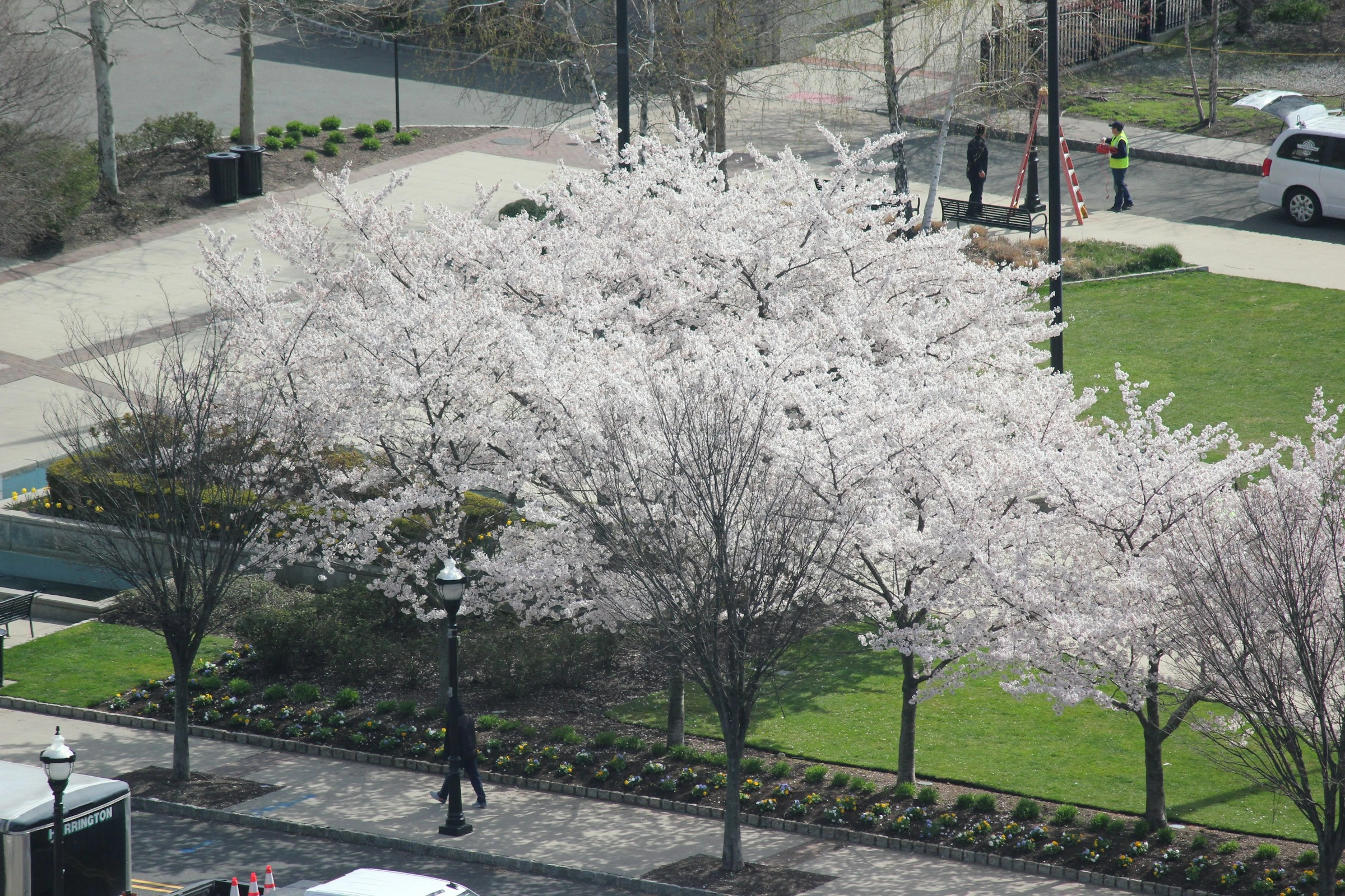 Cherry Blossoms Color Palette, Combinations & Schemes | Octet Design Labs