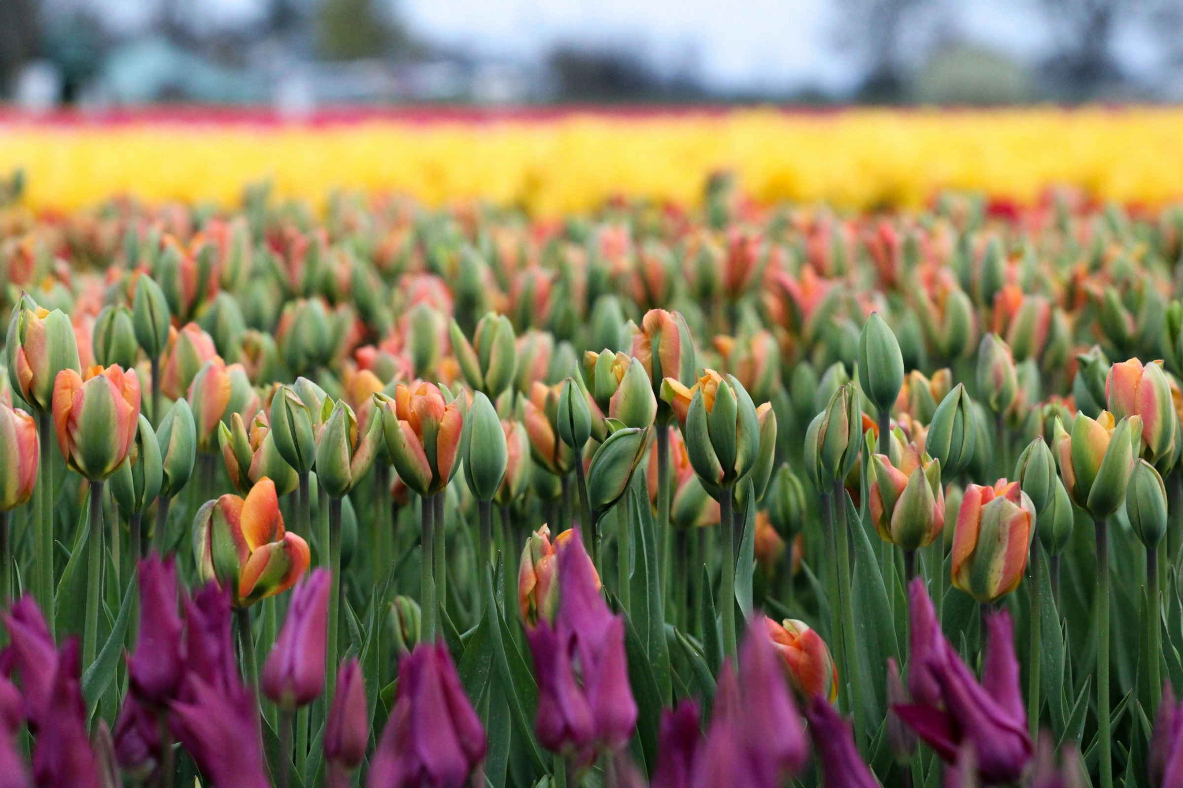 Colorful Tulip Color Palette, Combinations & Schemes | Octet Design Labs