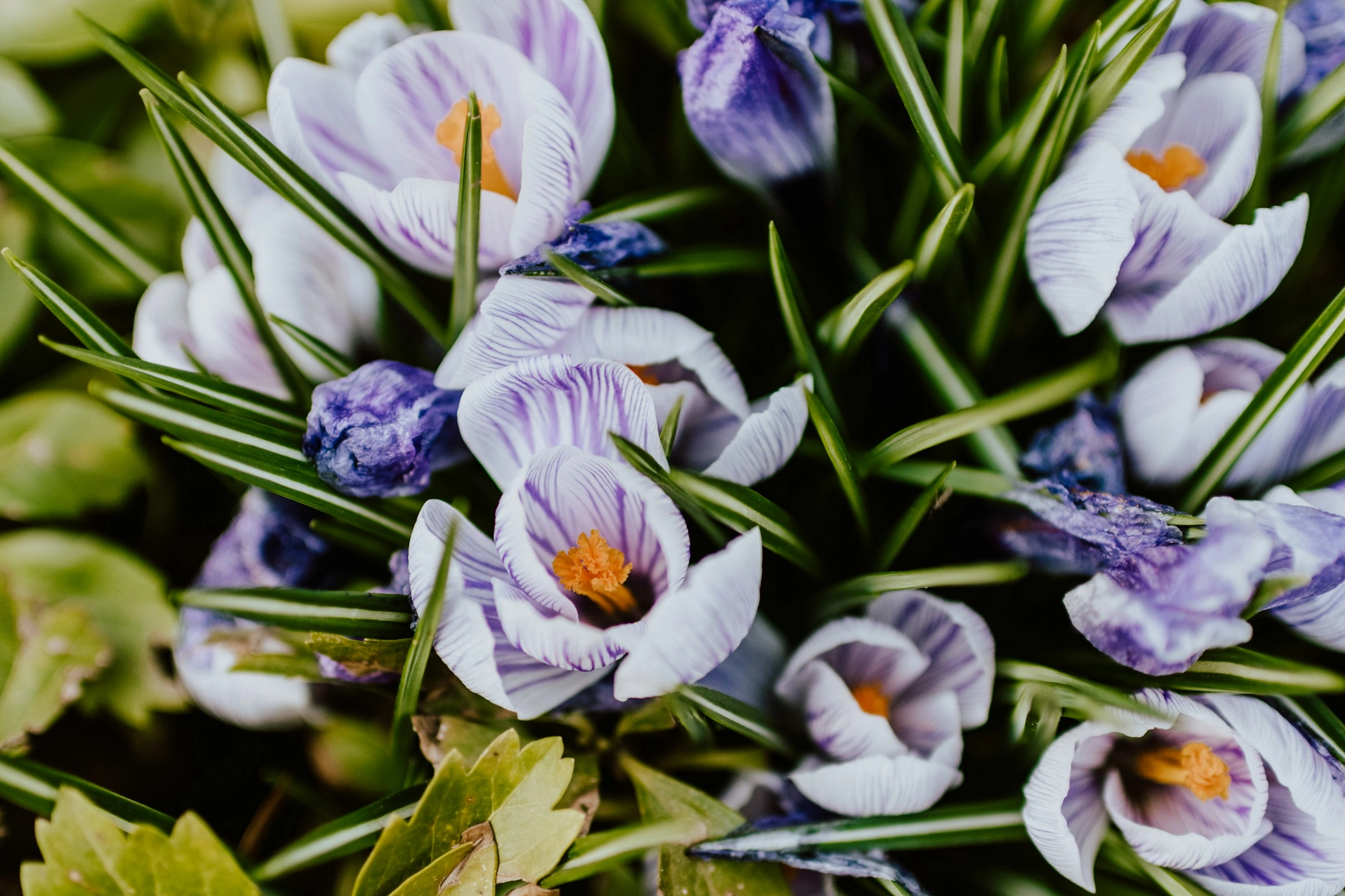 Delicate Purple Color Palette, Combinations & Schemes | Octet Design Labs