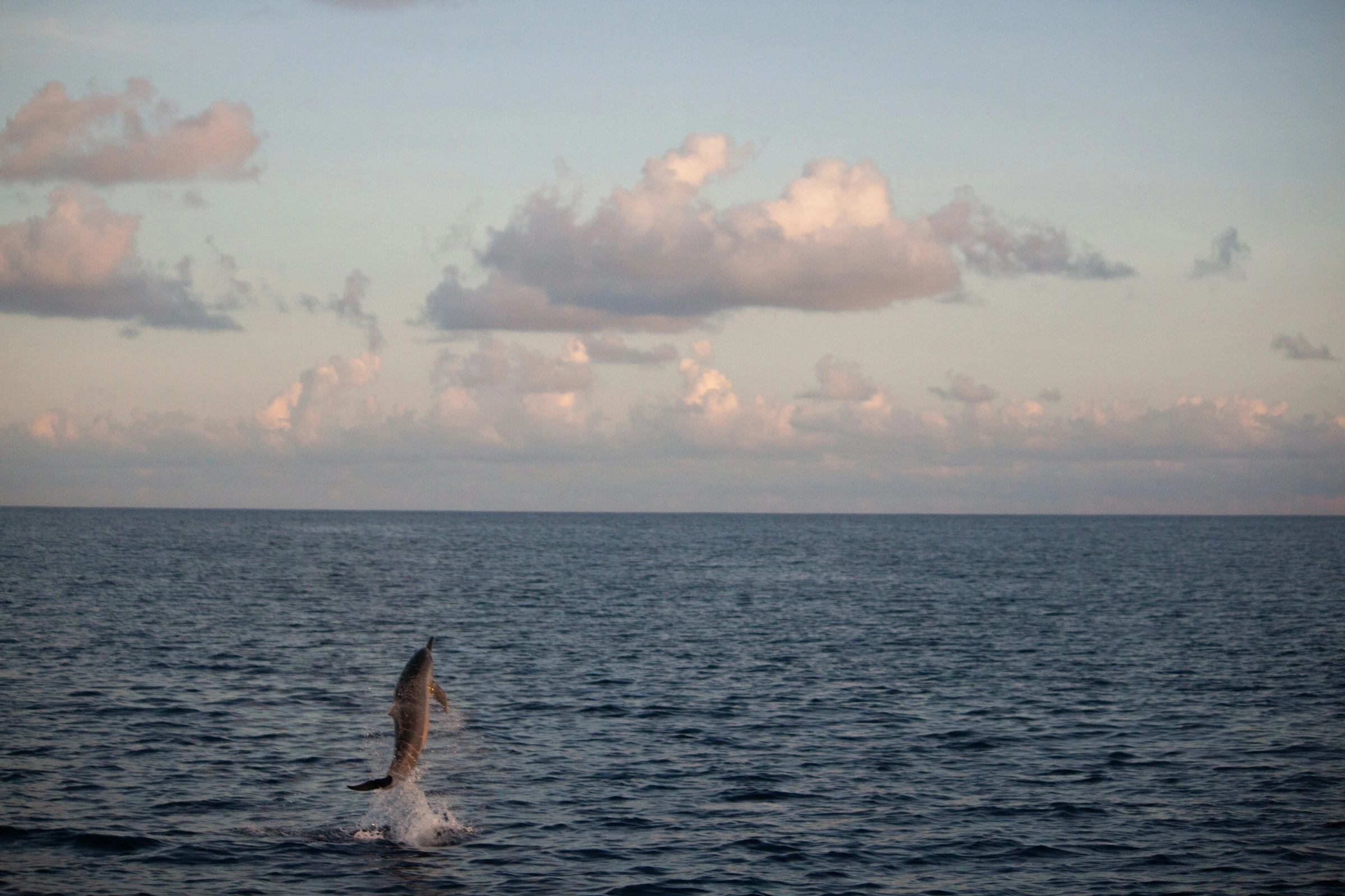 Dolphin Jumps Color Palette, Combinations & Schemes | Octet Design Labs