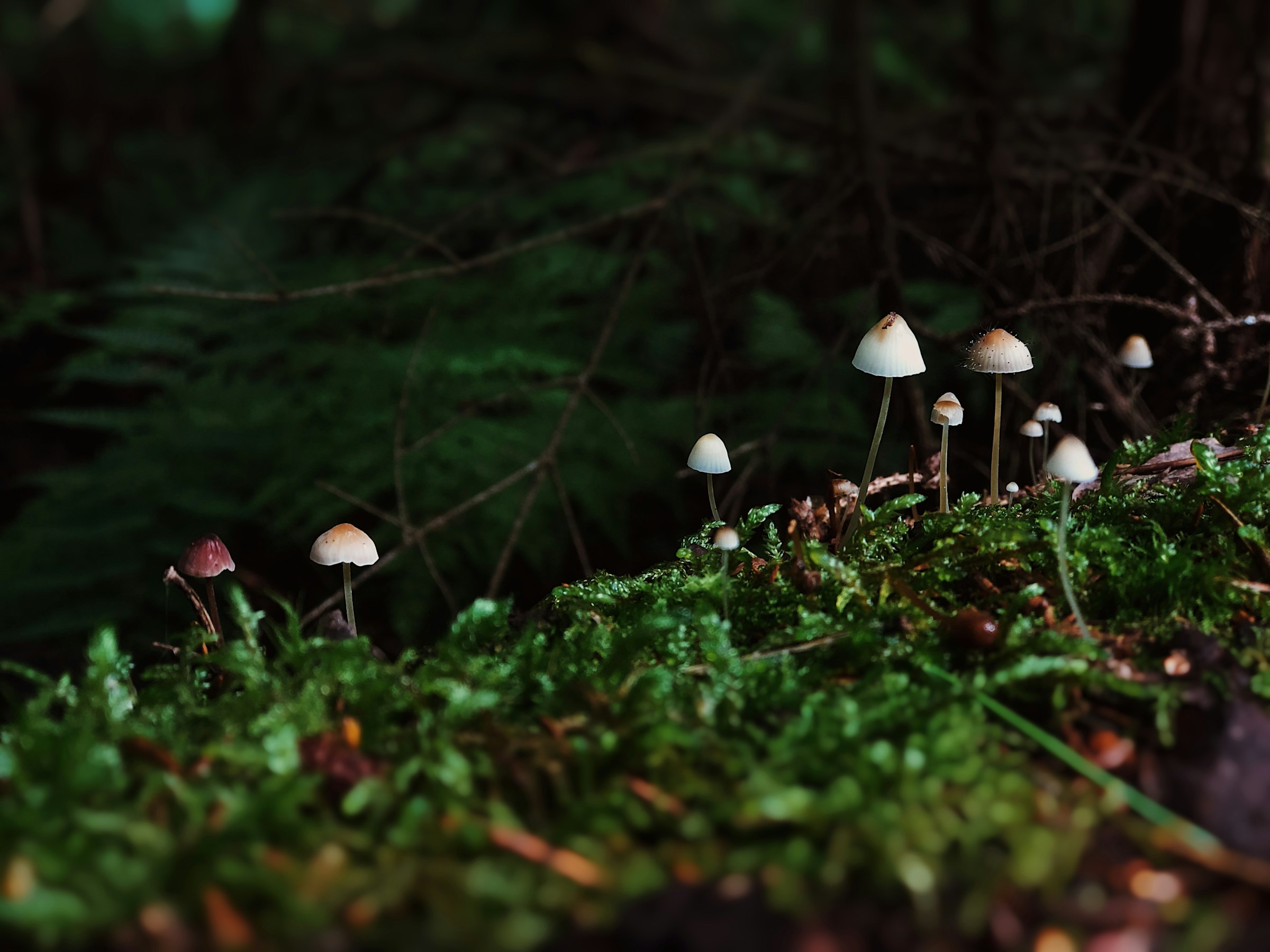 Forest Mushrooms Color Palette, Combinations & Schemes | Octet Design Labs