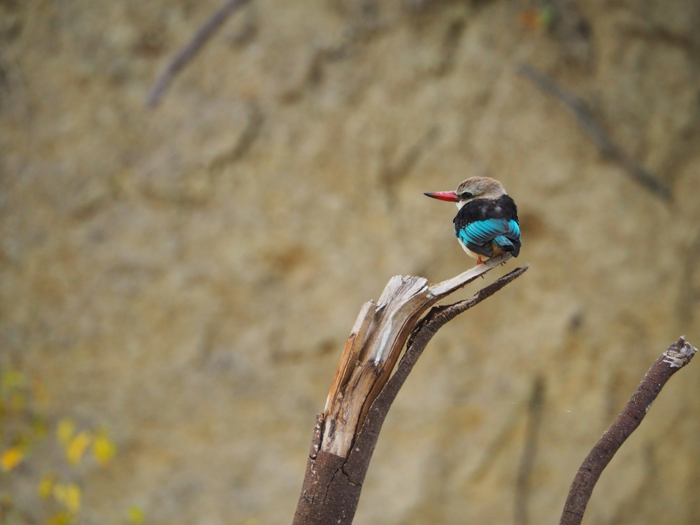 Kingfisher on Color Palette, Combinations & Schemes | Octet Design Labs
