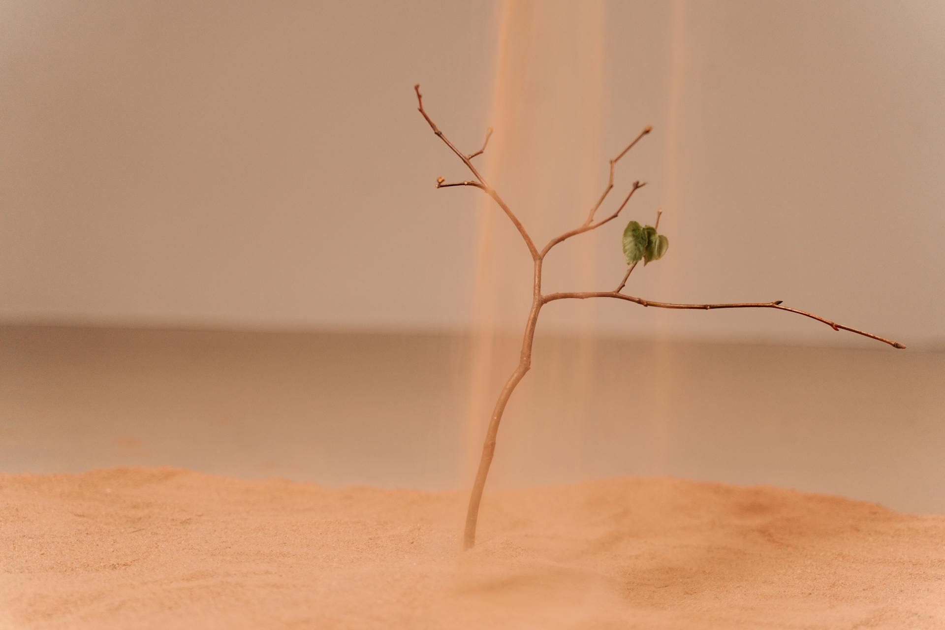 Lone Desert Color Palette, Combinations & Schemes | Octet Design Labs