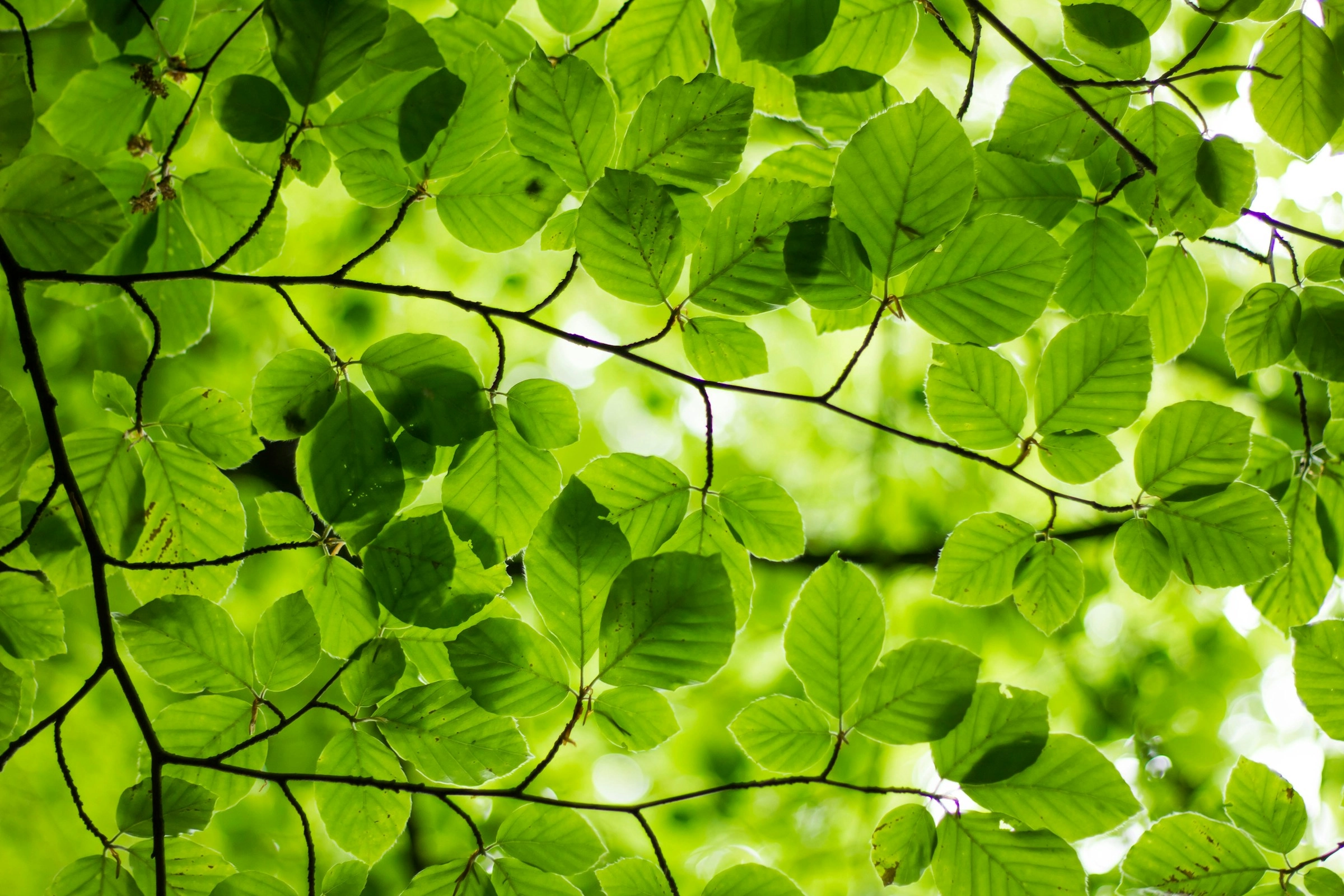 Lush Green Color Palette, Combinations & Schemes | Octet Design Labs