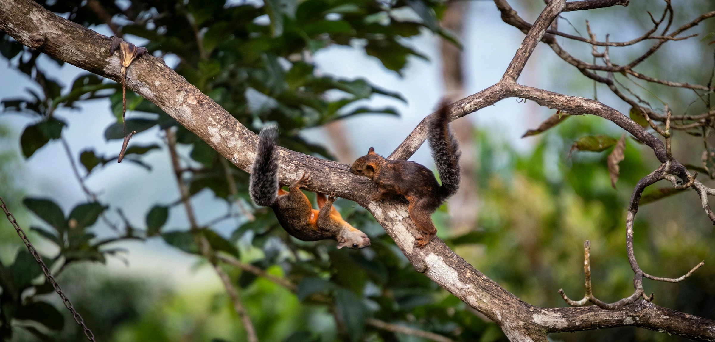 Playful Squirrels Color Palette, Combinations & Schemes | Octet Design Labs