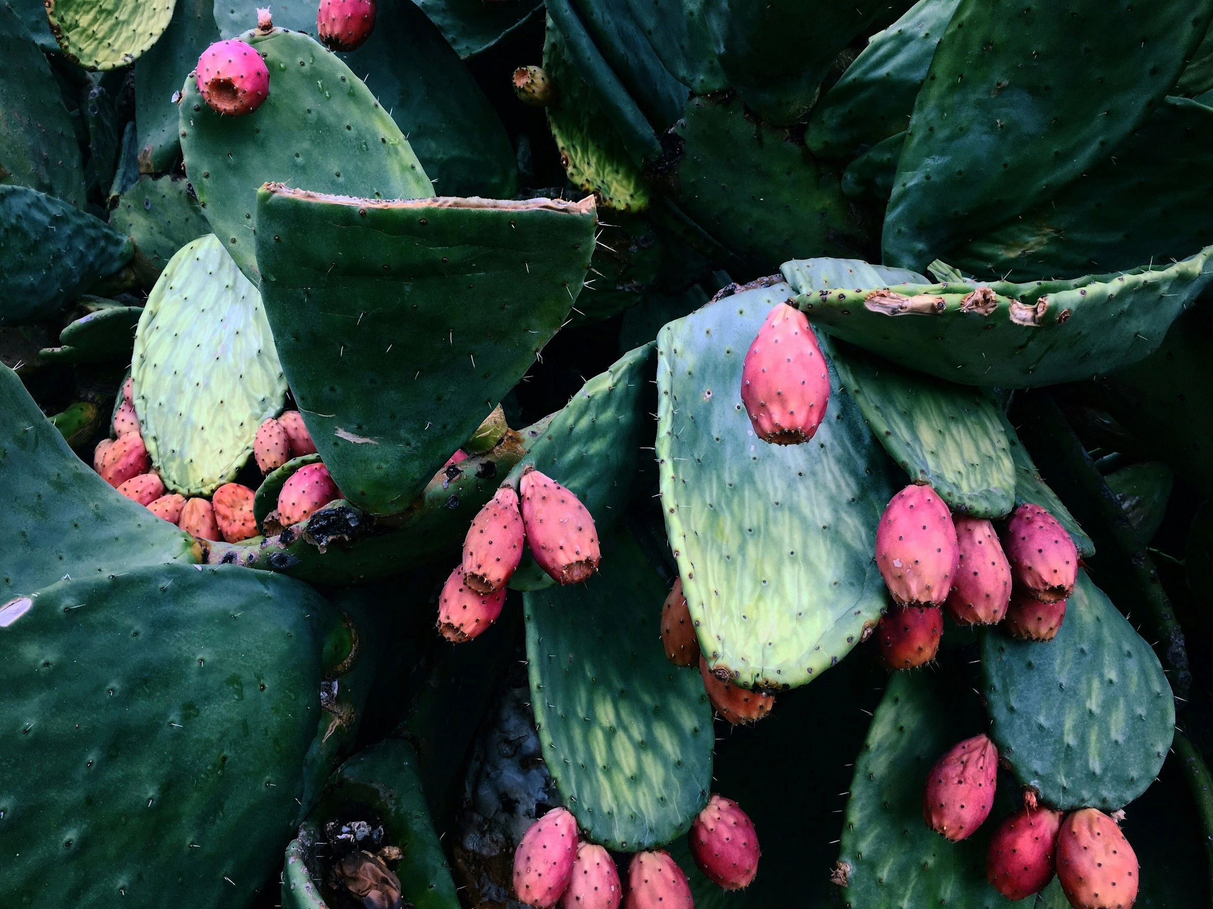 Prickly Pear Color Palette, Combinations & Schemes | Octet Design Labs