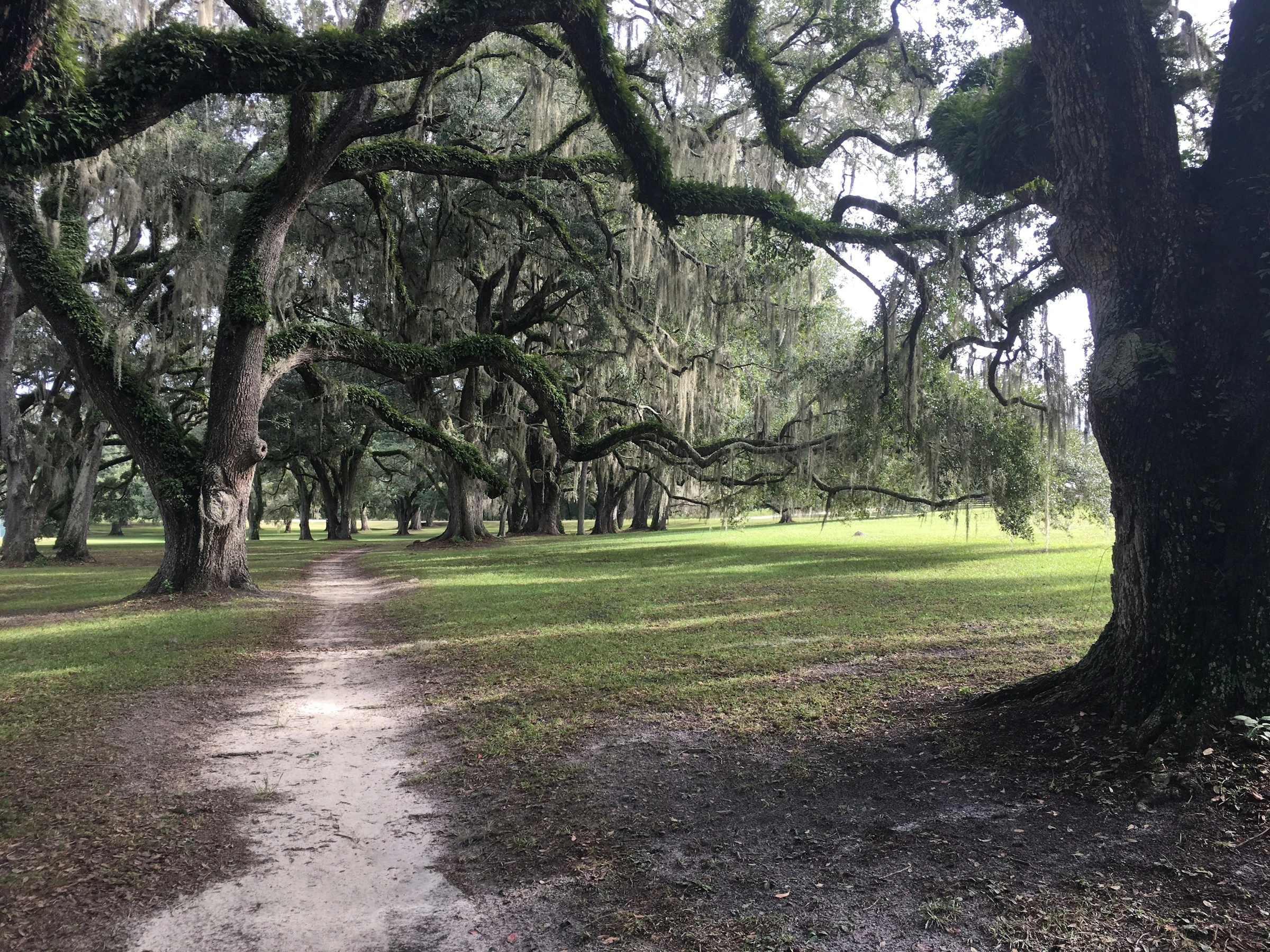 Spanish moss-draped Color Palette, Combinations & Schemes | Octet ...