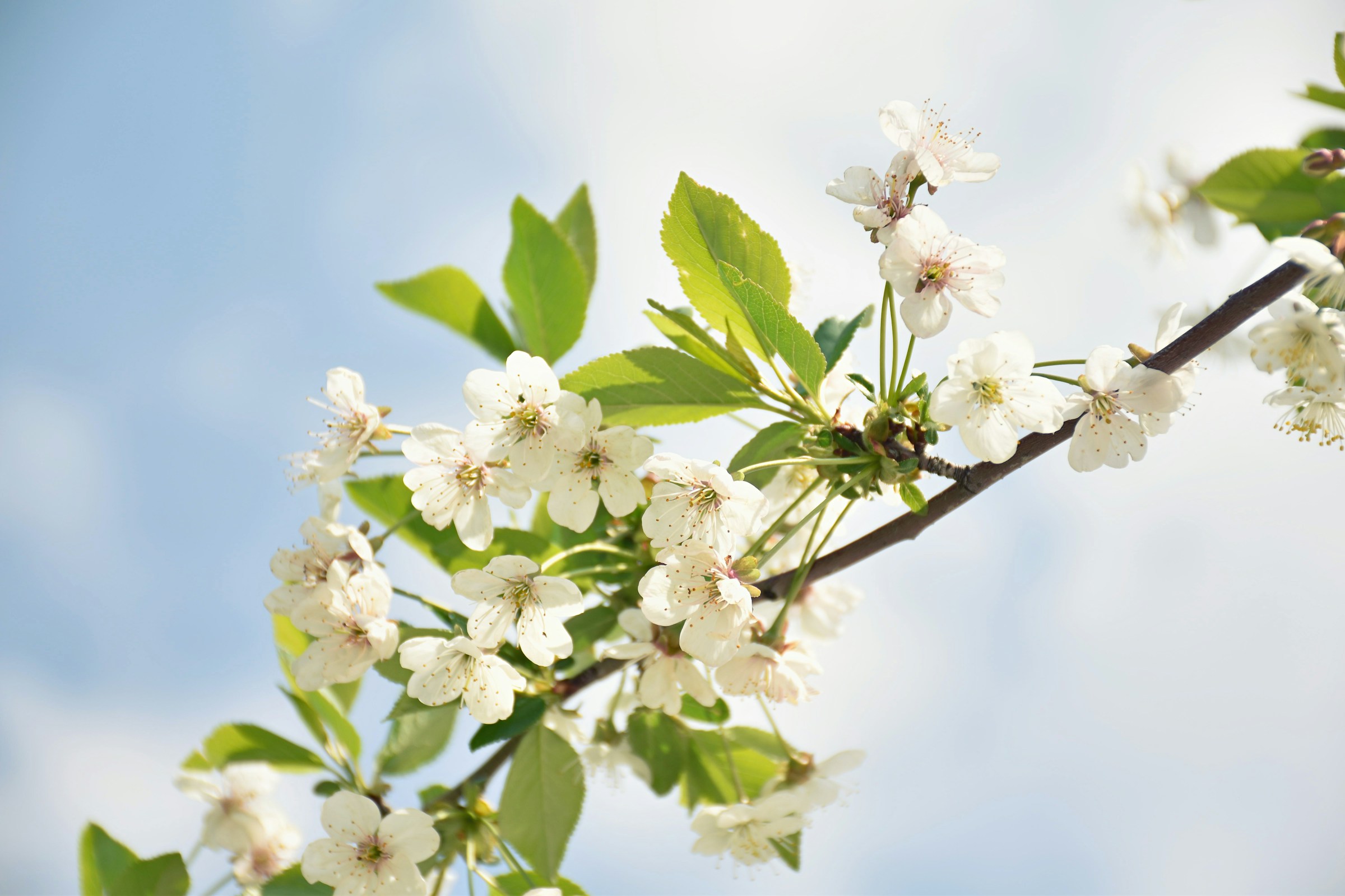 Spring Cherry Color Palette, Combinations & Schemes | Octet Design Labs