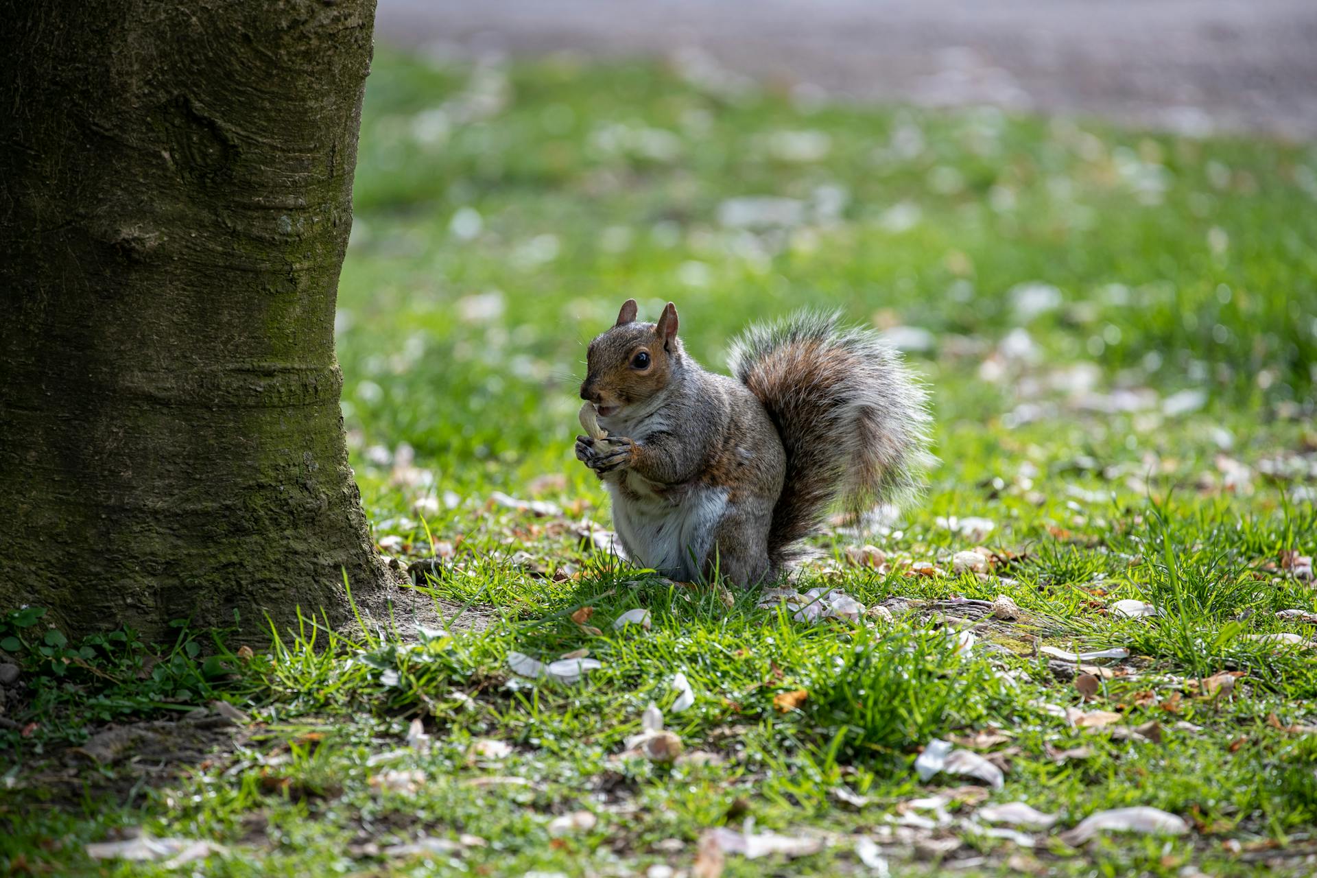 Squirrel Snacking Color Palette, Combinations & Schemes | Octet Design Labs