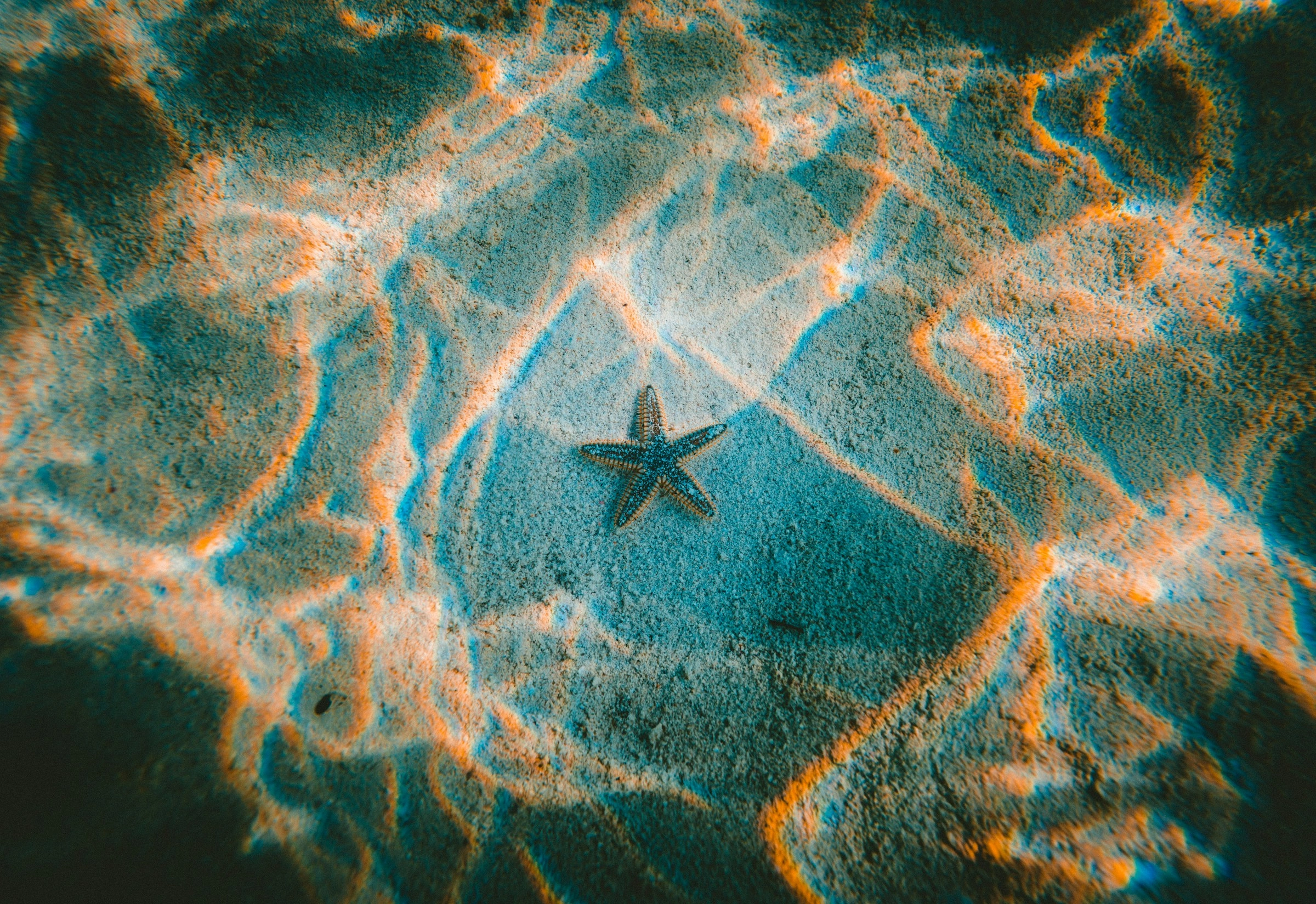 Starfish on Color Palette, Combinations & Schemes | Octet Design Labs