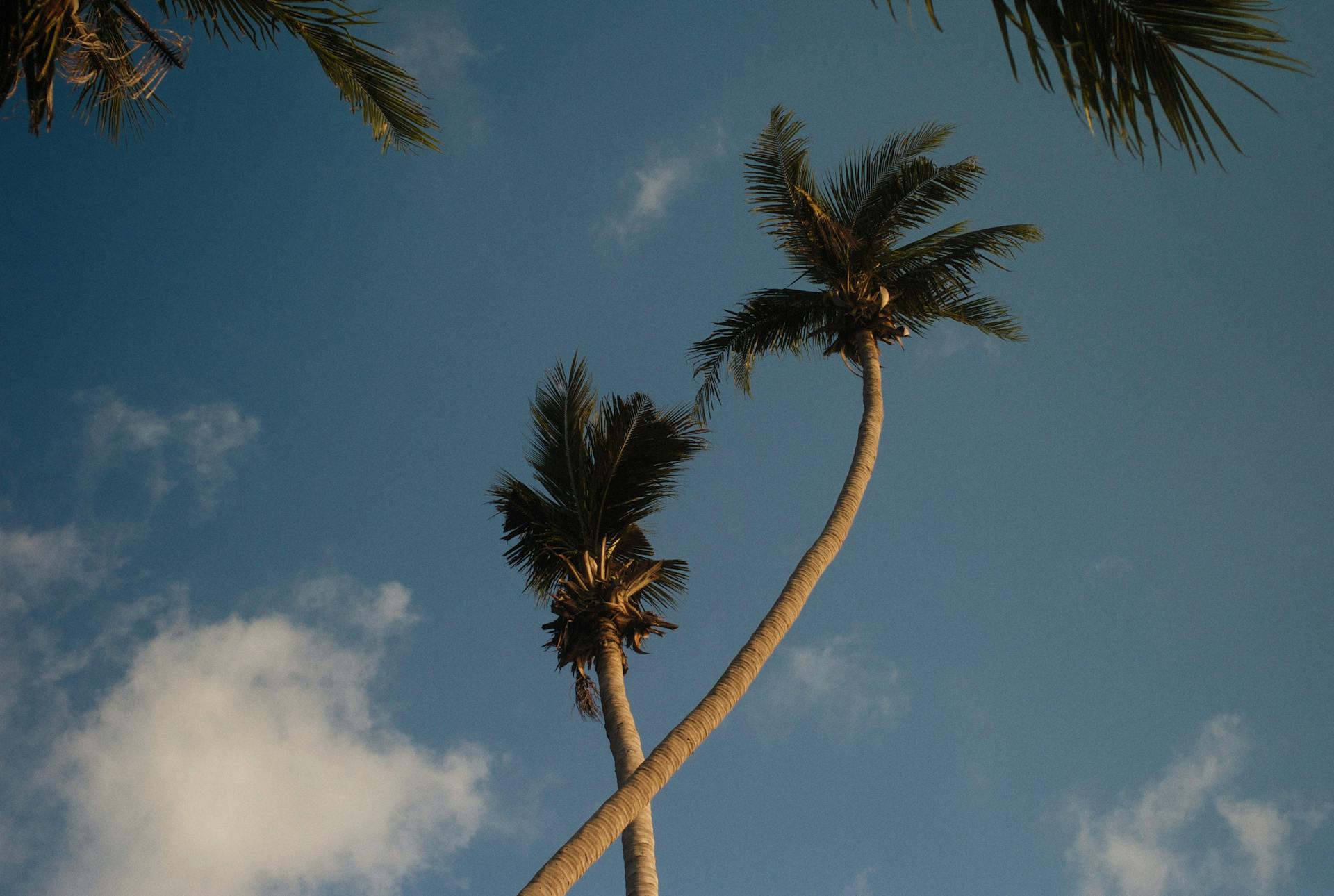 Tropical Palm Color Palette, Combinations & Schemes | Octet Design Labs