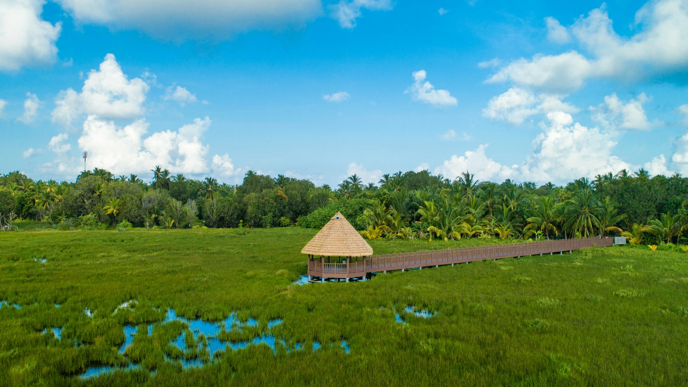 Tropical Wetland Color Palette, Combinations & Schemes | Octet Design Labs