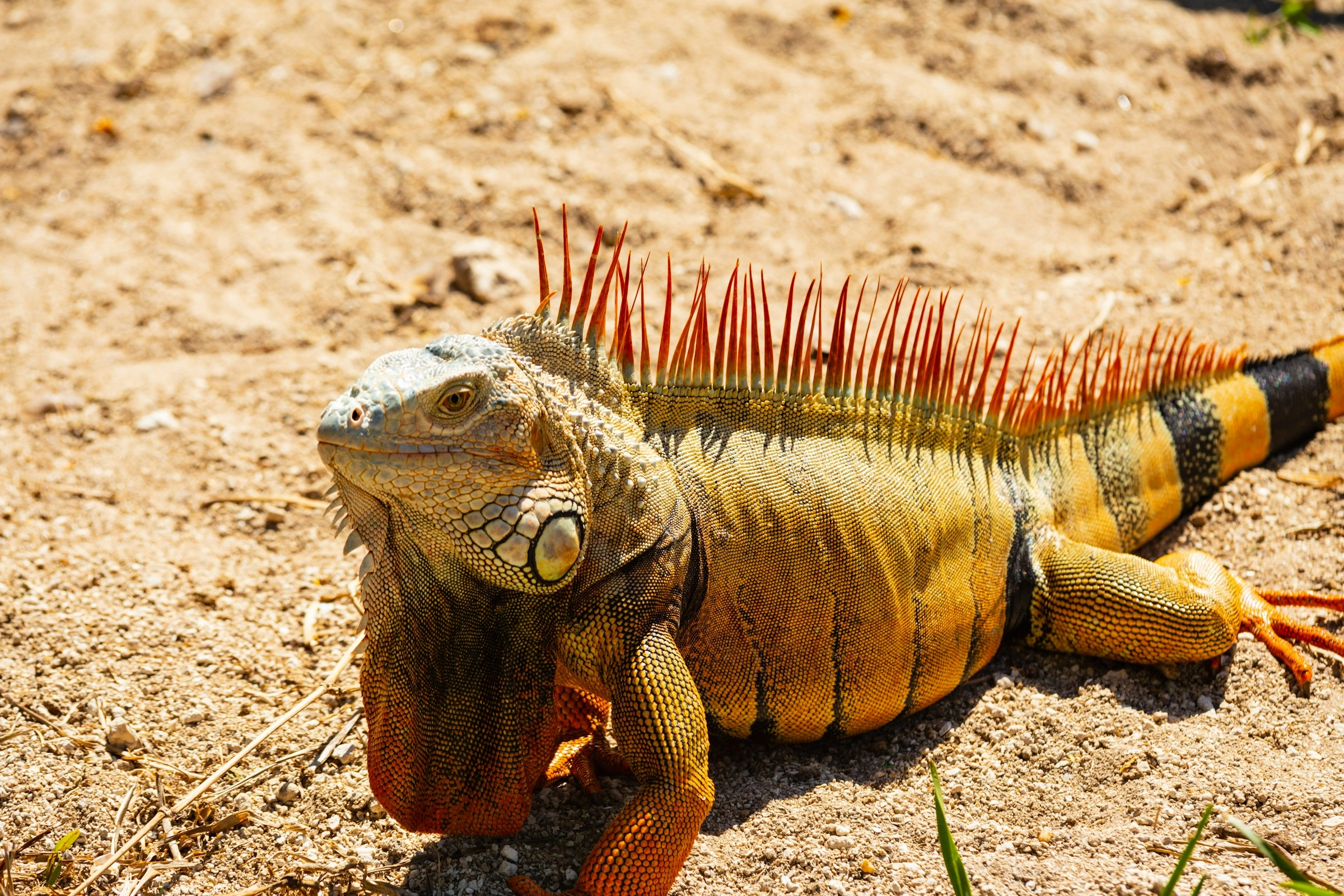 Vibrant Iguana Color Palette, Combinations & Schemes | Octet Design Labs