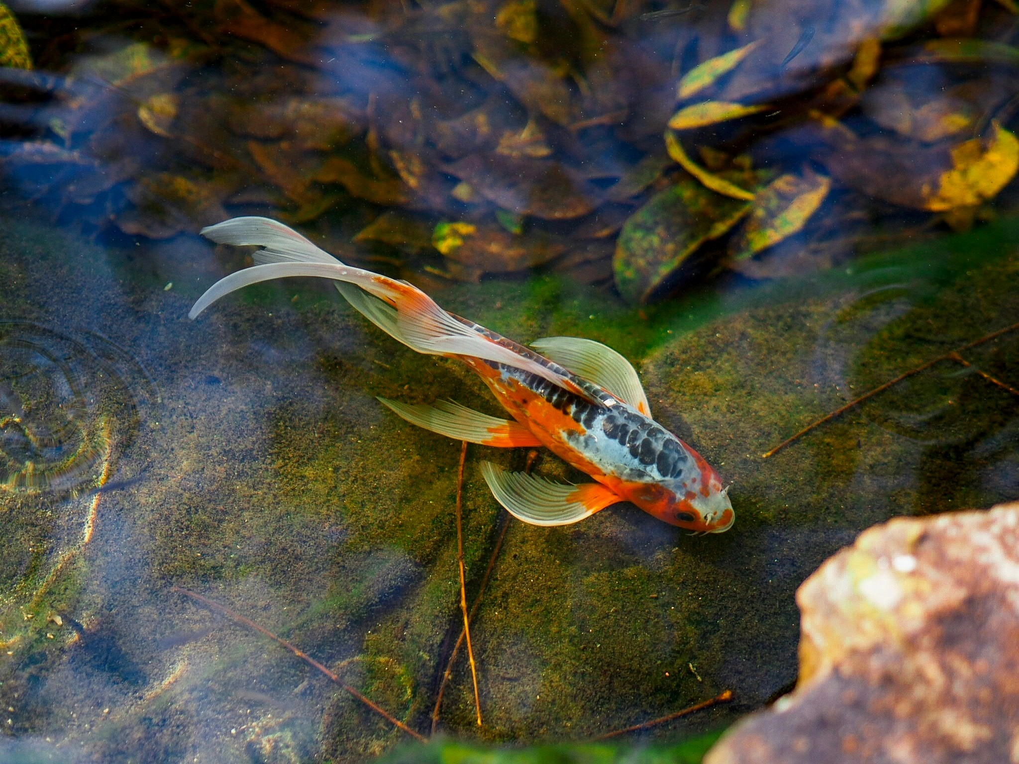 Vibrant Koi Color Palette, Combinations & Schemes | Octet Design Labs