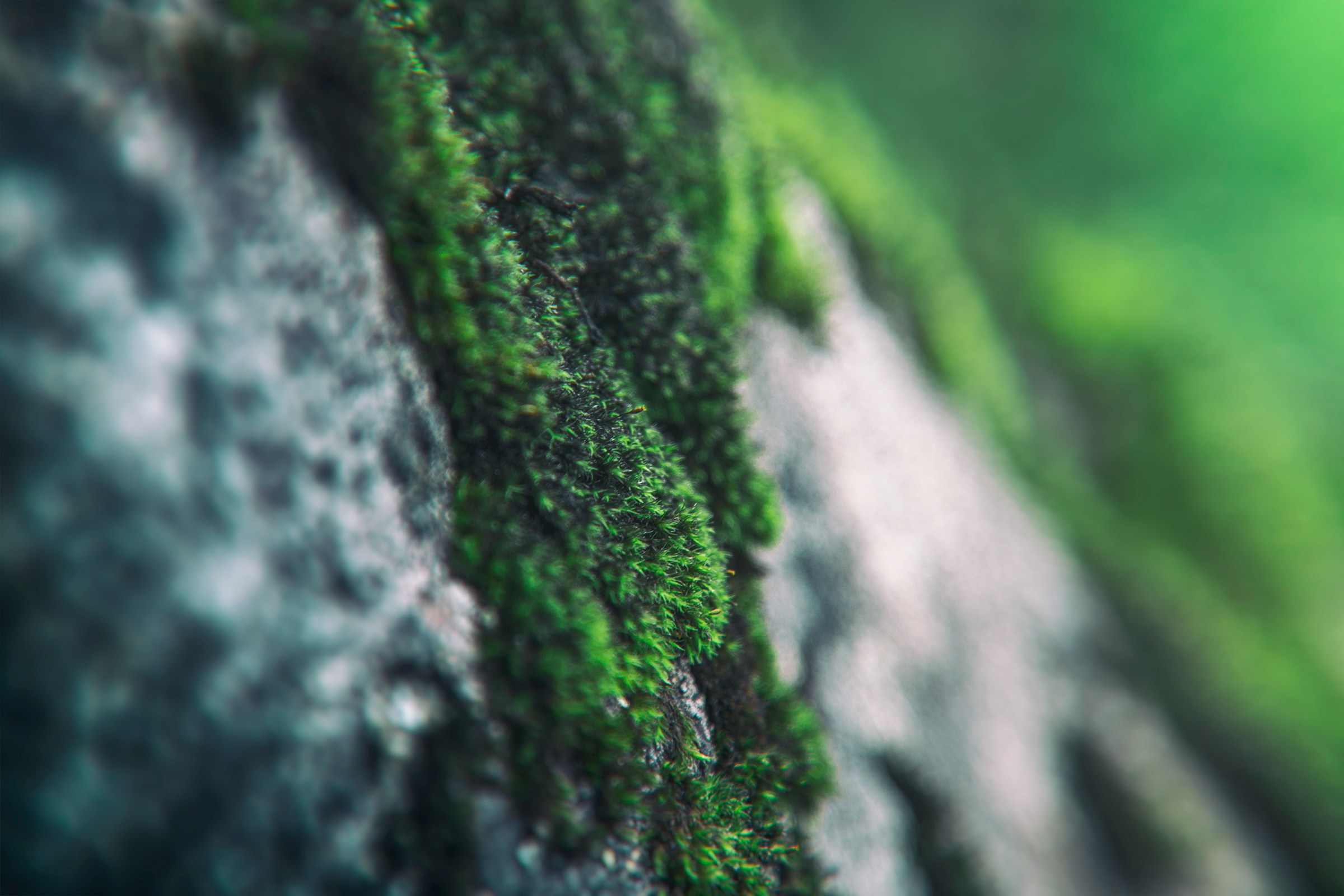 Vibrant moss Color Palette, Combinations & Schemes | Octet Design Labs