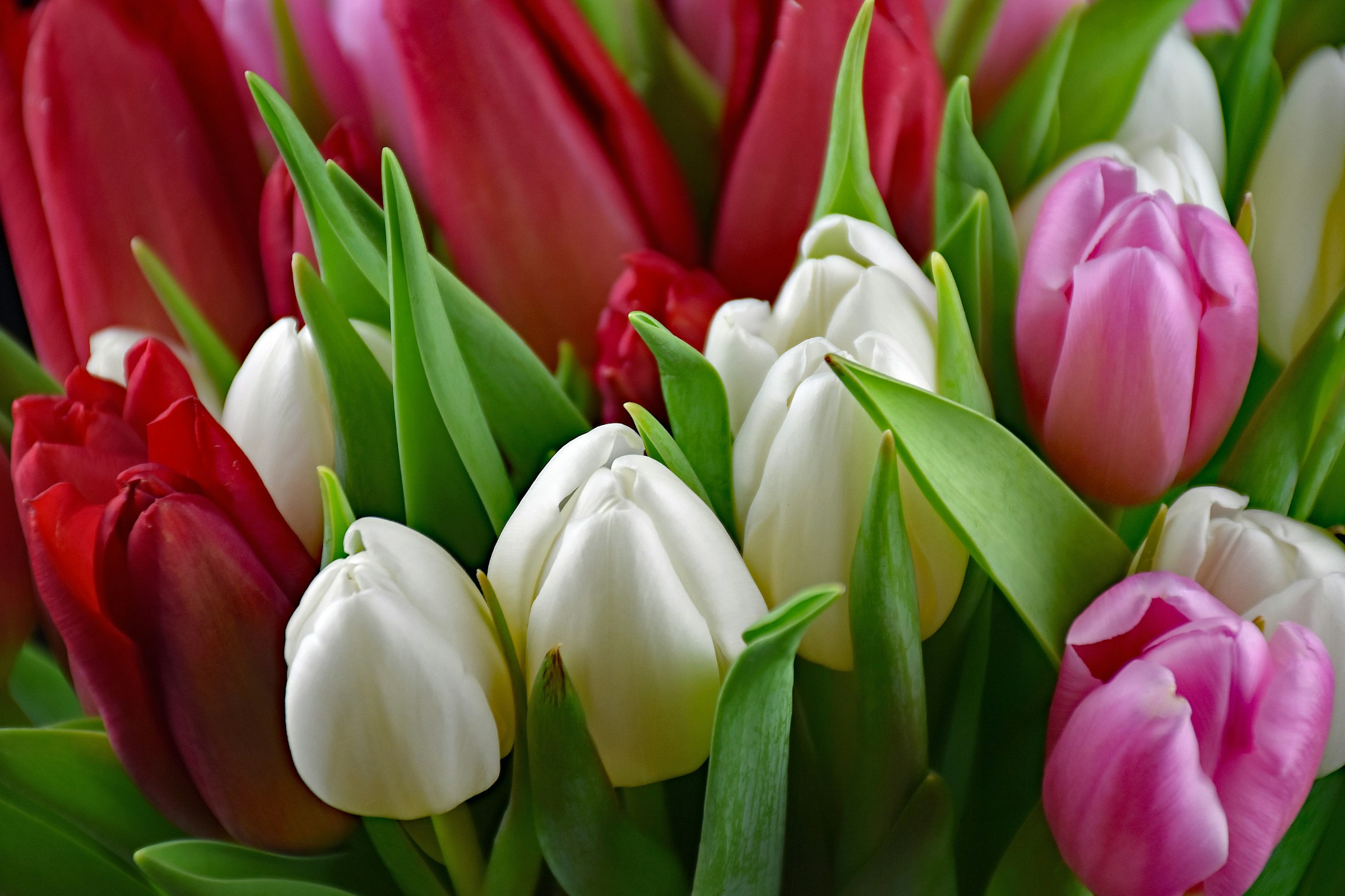 Vibrant Tulip Color Palette, Combinations & Schemes | Octet Design Labs