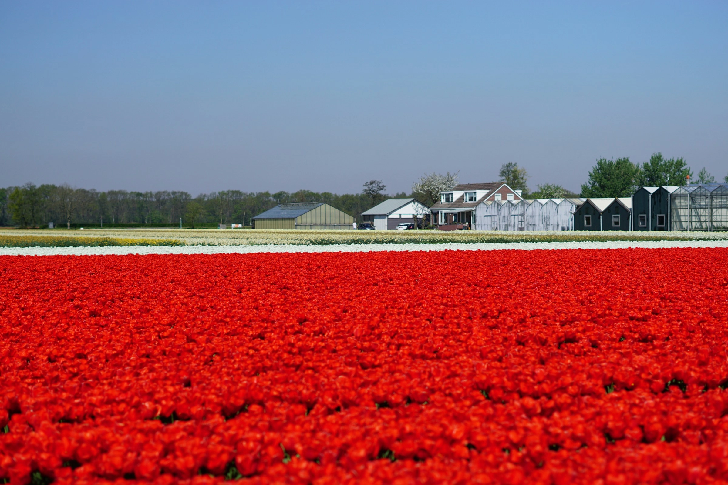 Vibrant Tulip Color Palette, Combinations & Schemes | Octet Design Labs