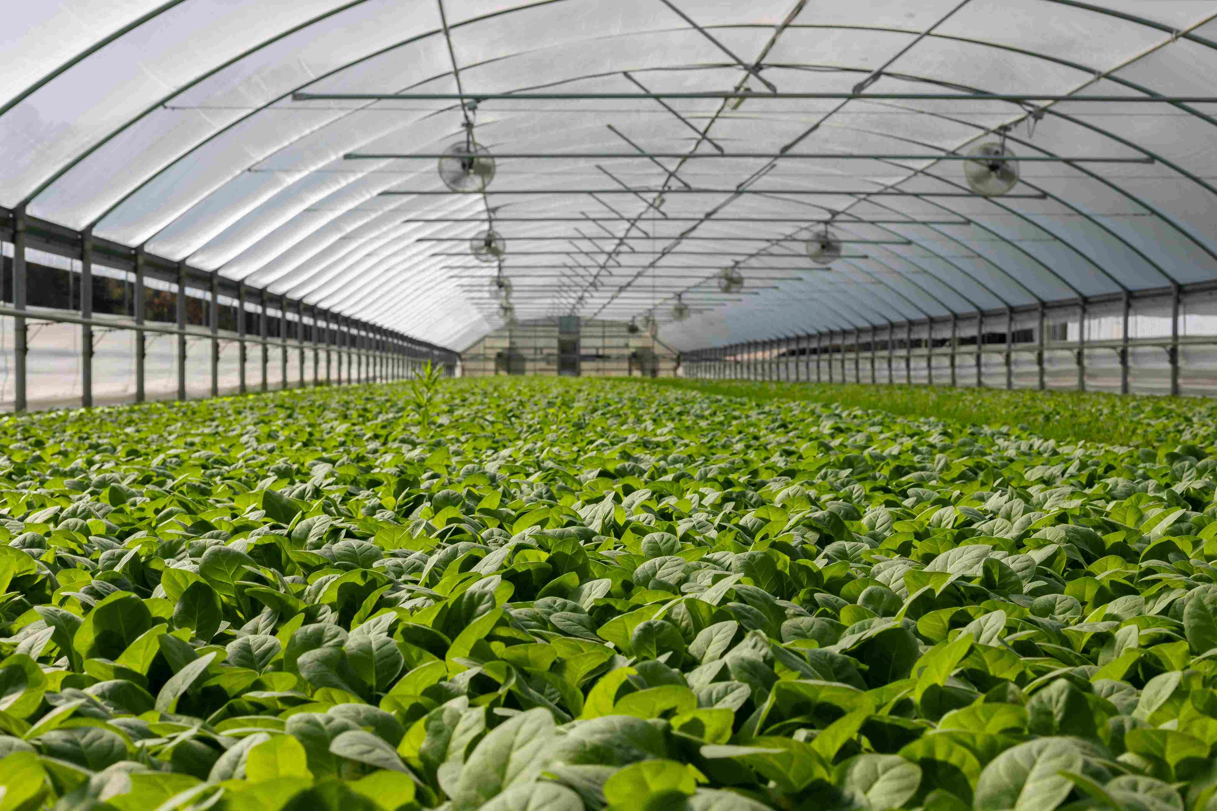 Greenhouse Vegetable Color Palette, Combinations & Schemes | Octet ...