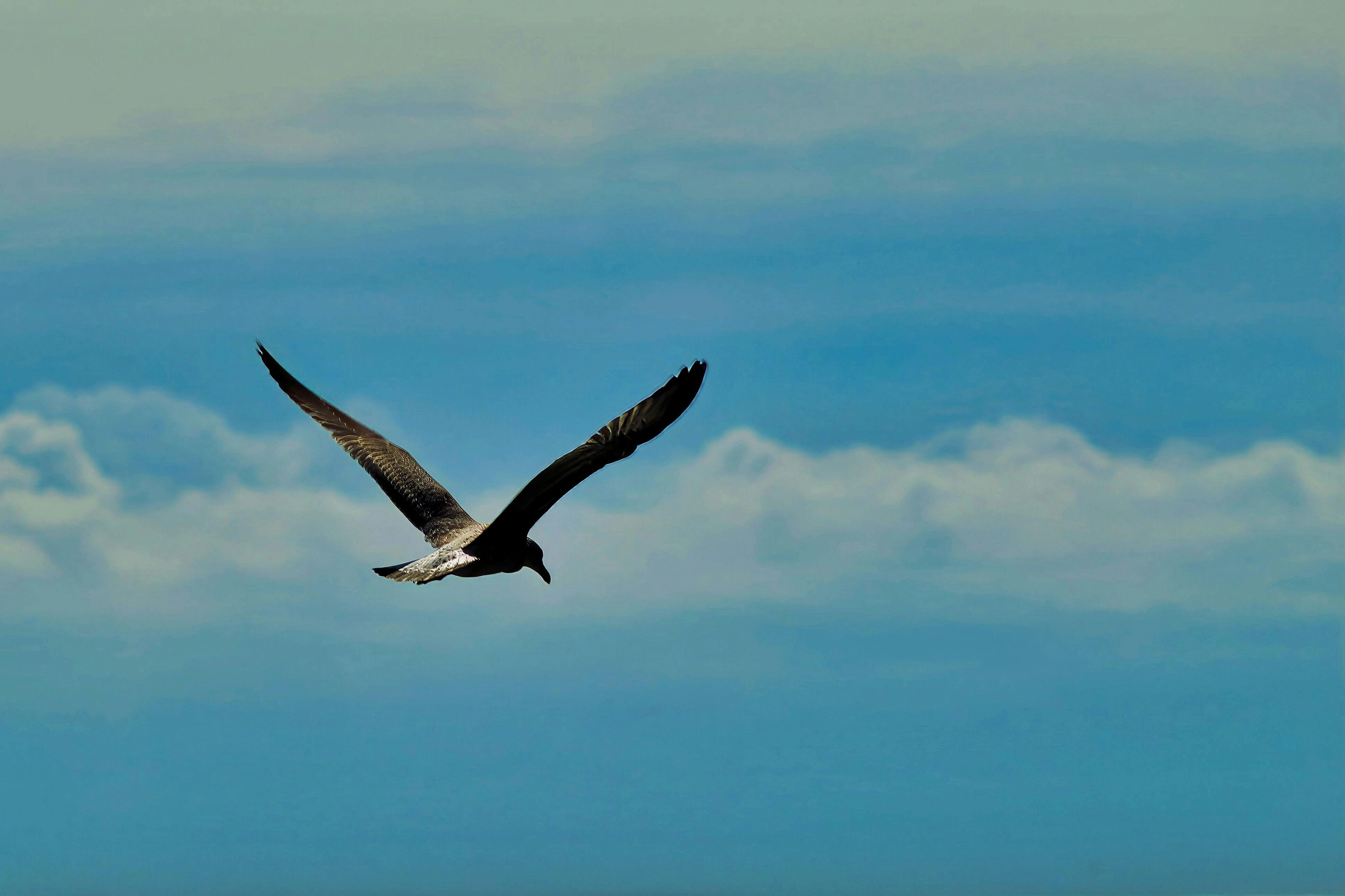 Seagull soaring Color Palette, Combinations & Schemes | Octet Design Labs