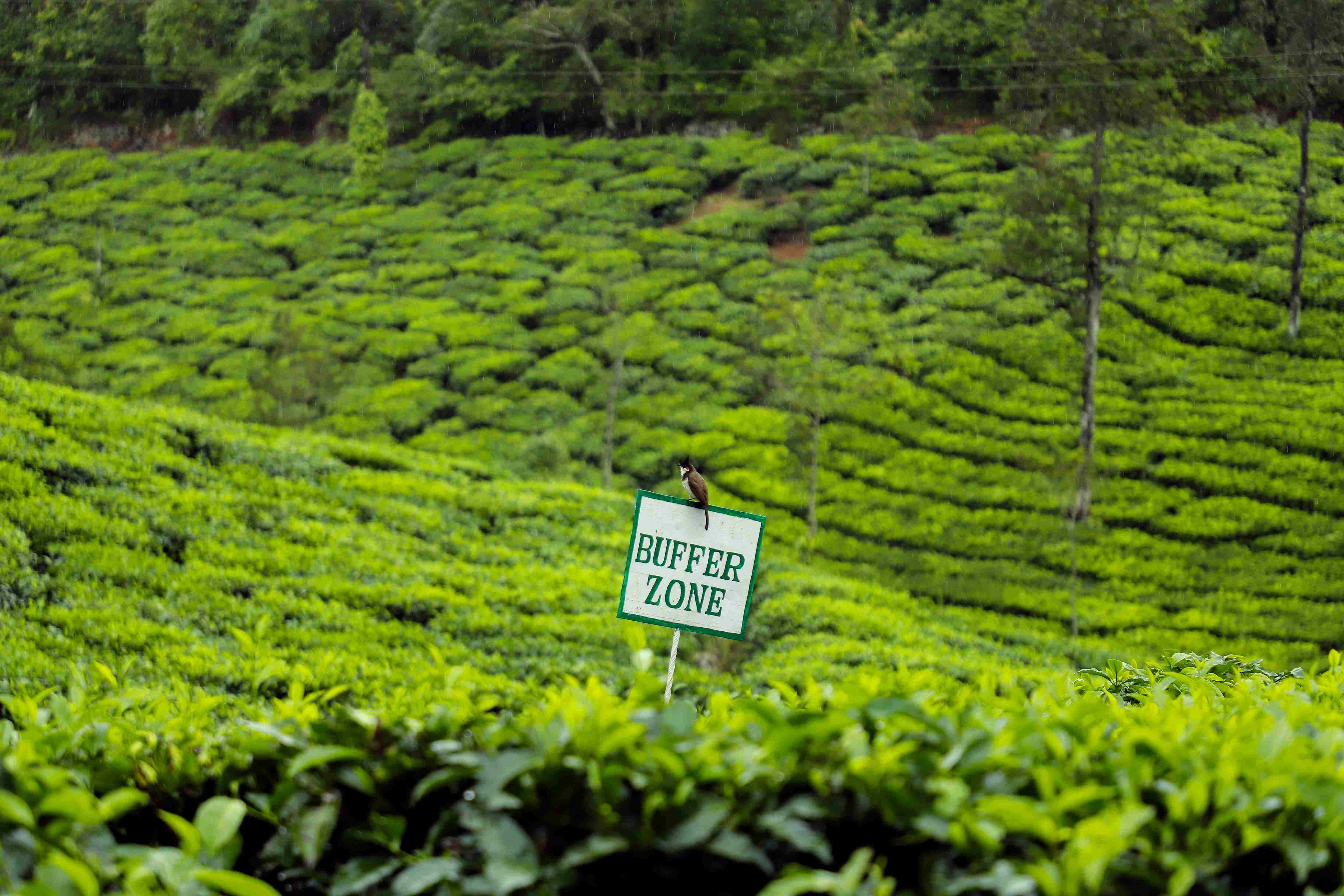Tea plantation Color Palette, Combinations & Schemes | Octet Design Labs