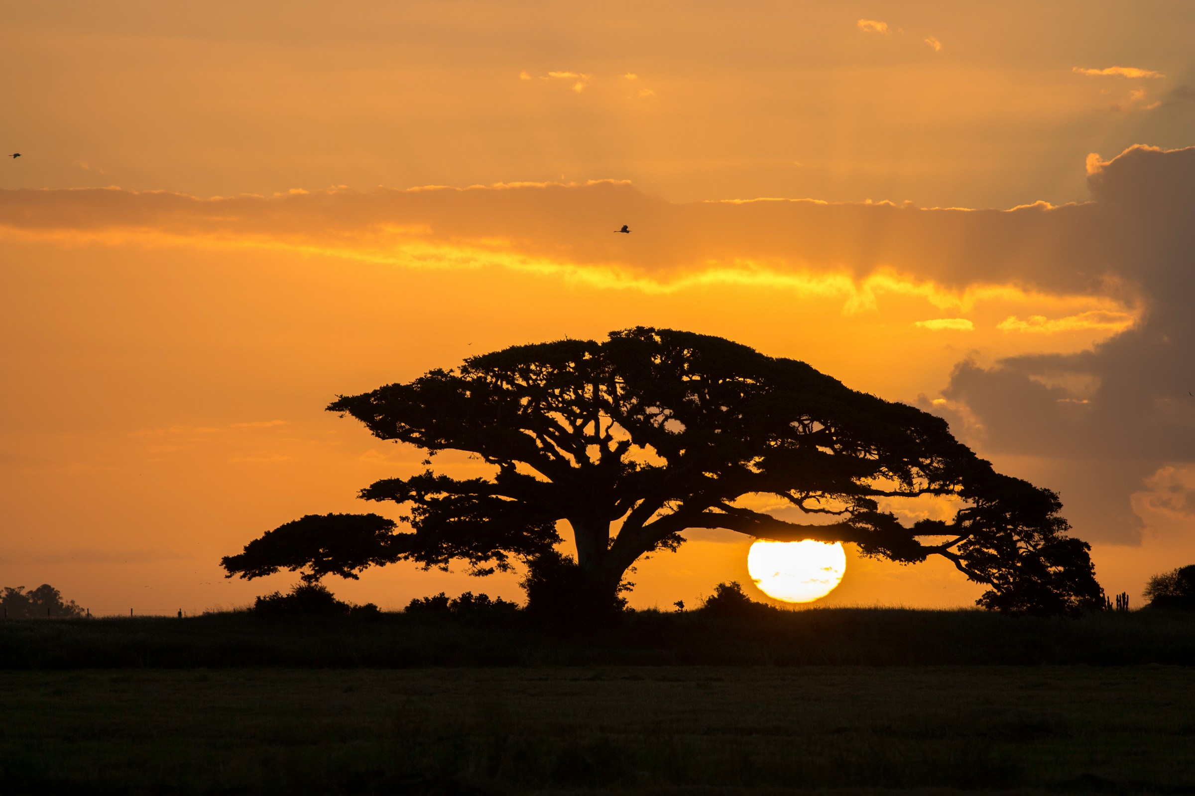 African Acacia Color Palette, Combinations & Schemes | Octet Design Labs