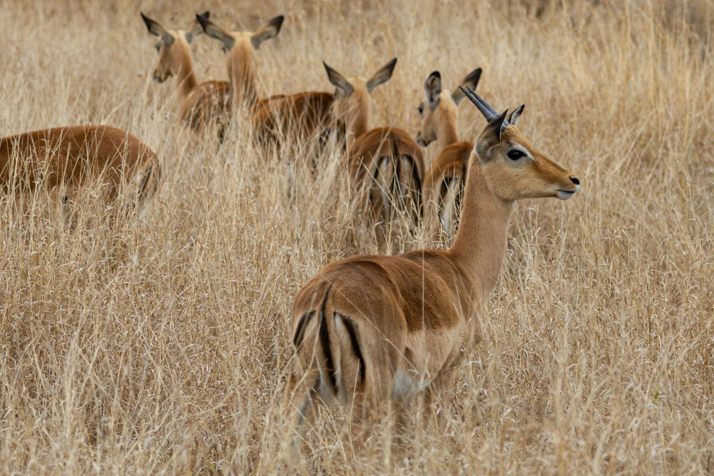 Antelopes in Color Palette, Combinations & Schemes | Octet Design Labs