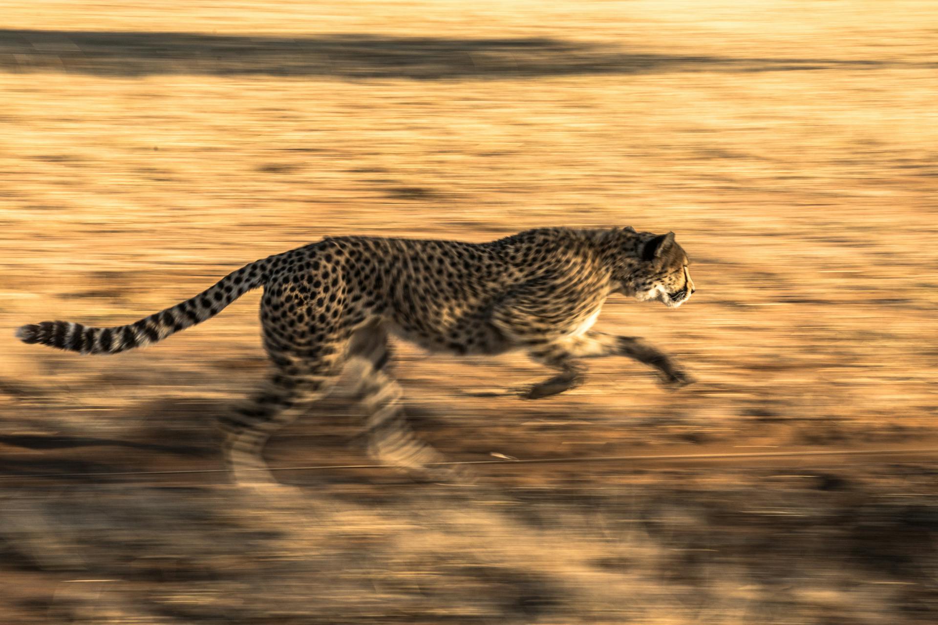 Cheetah Running Color Palette, Combinations & Schemes | Octet Design Labs