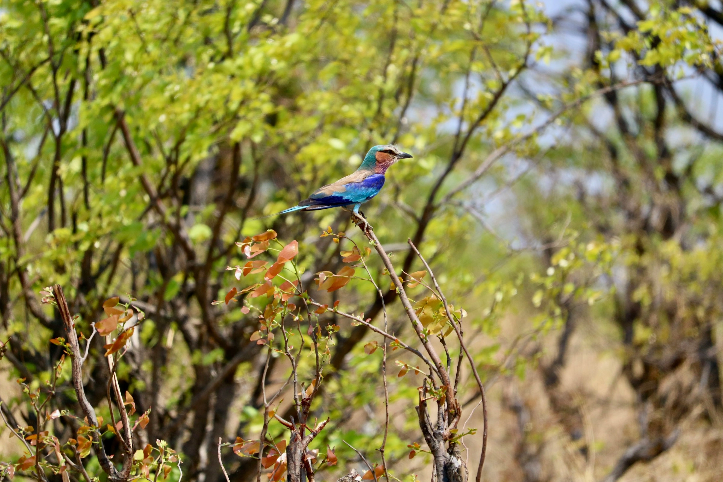 Colorful Bird Color Palette, Combinations & Schemes | Octet Design Labs