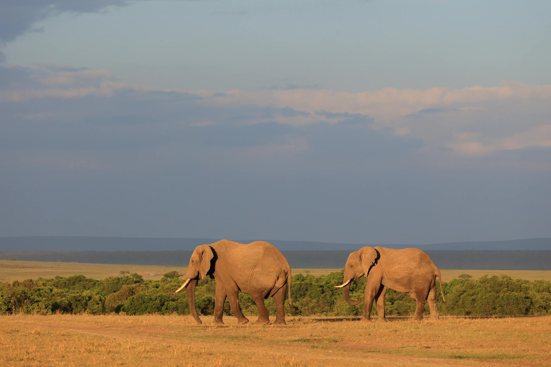 Elephants on Color Palette, Combinations & Schemes | Octet Design Labs