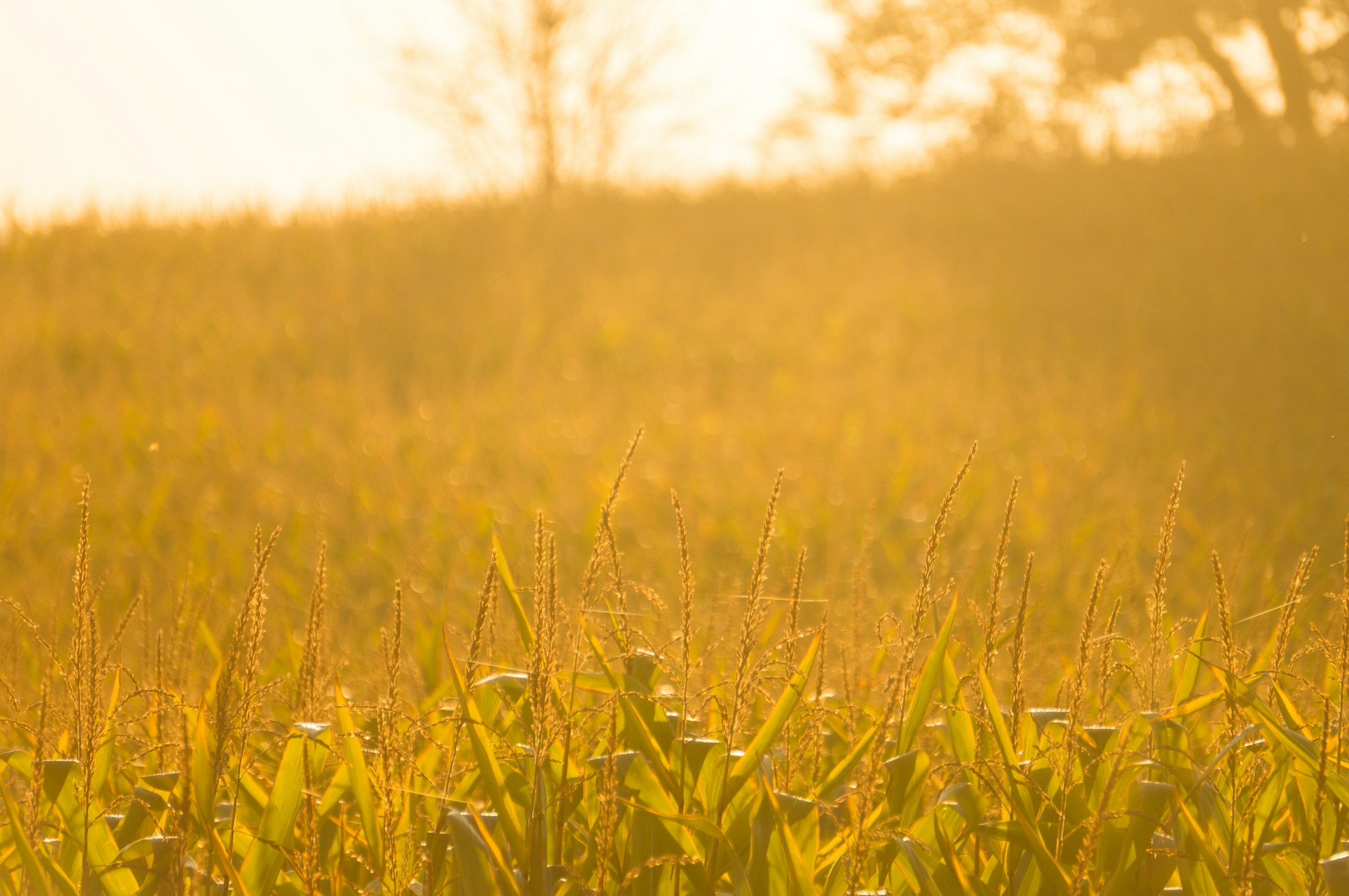 Golden Corn Color Palette, Combinations & Schemes | Octet Design Labs