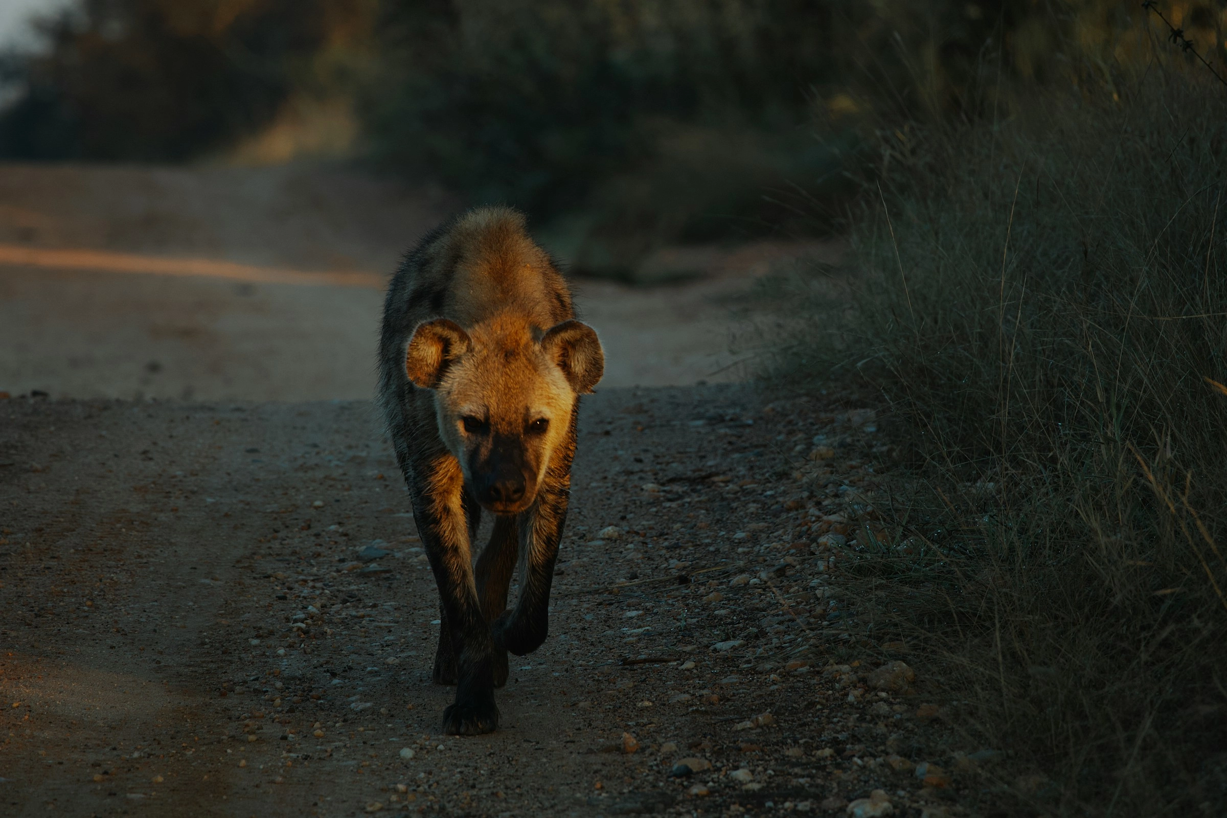 Hyena prowling Color Palette, Combinations & Schemes | Octet Design Labs