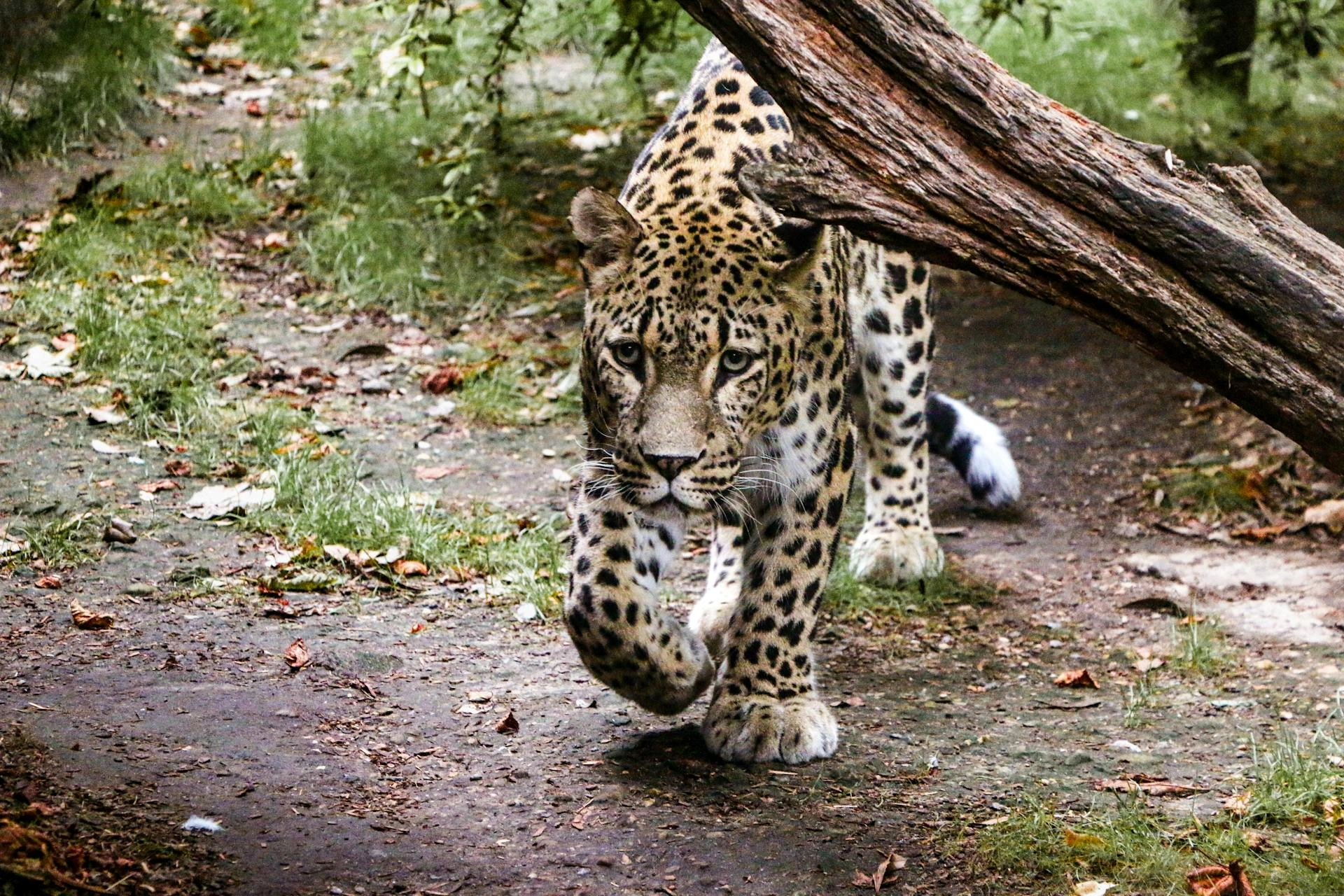 Leopard prowling Color Palette, Combinations & Schemes | Octet Design Labs