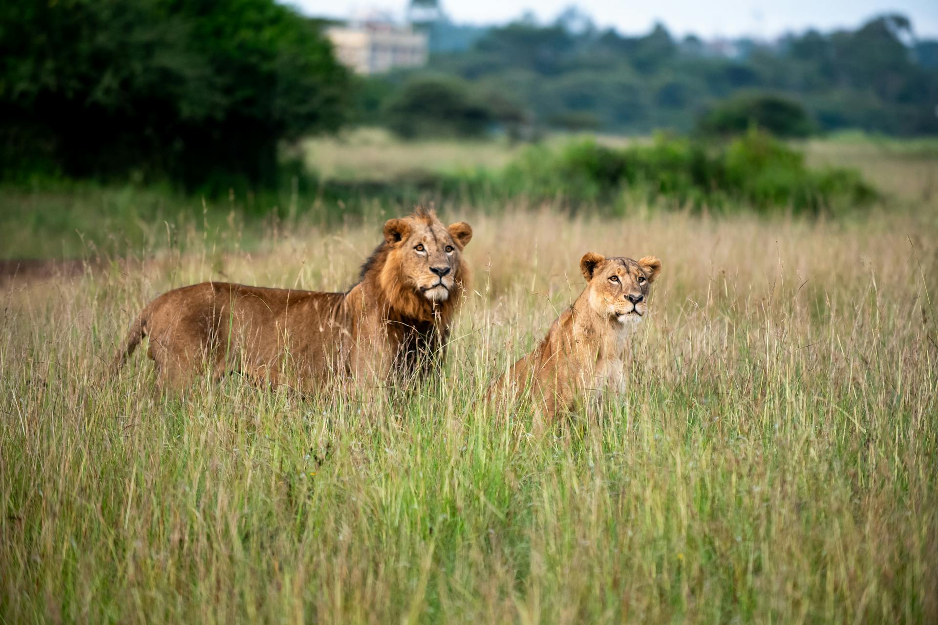Lions in Color Palette, Combinations & Schemes | Octet Design Labs