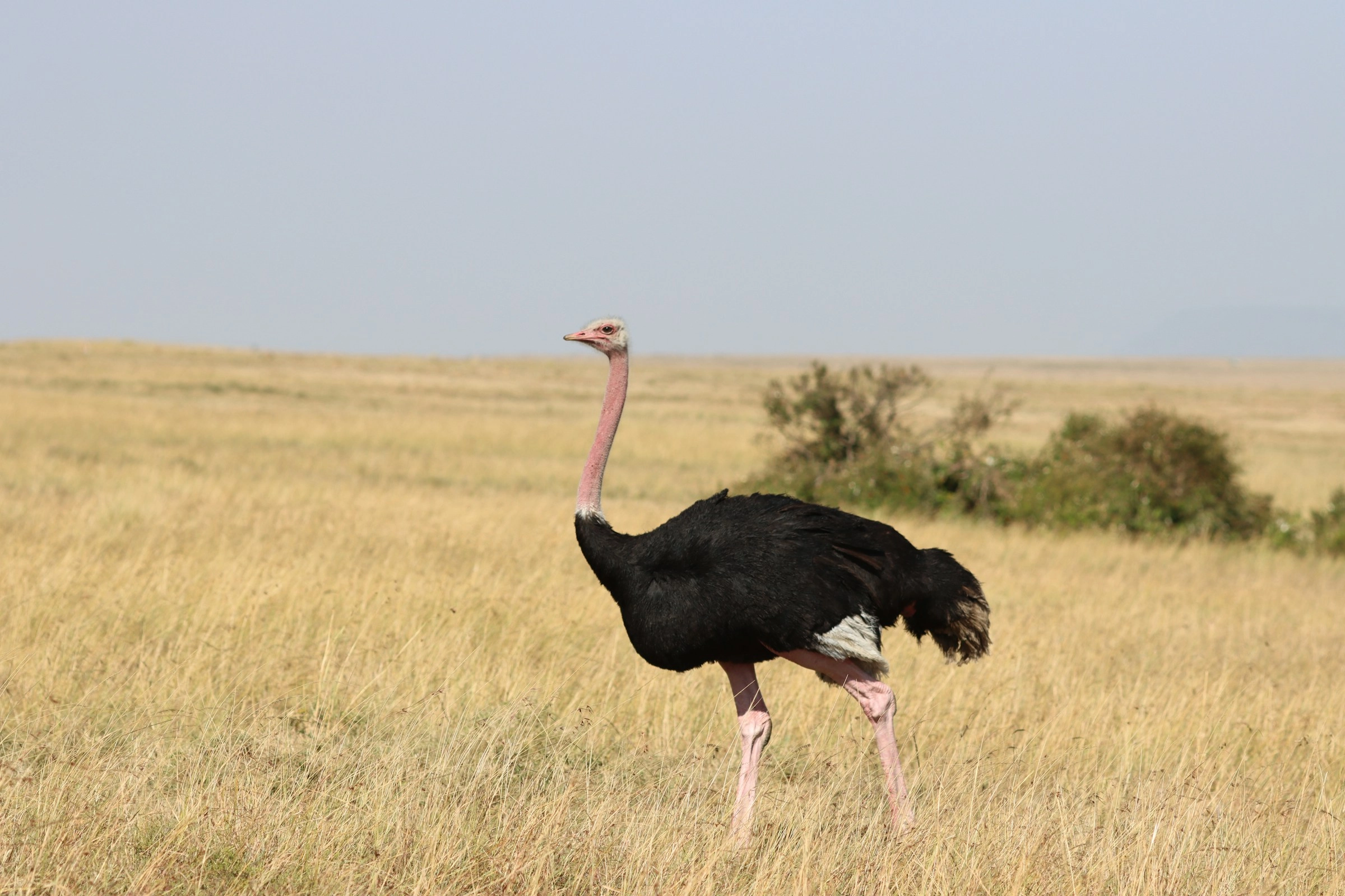Ostrich in Color Palette, Combinations & Schemes | Octet Design Labs