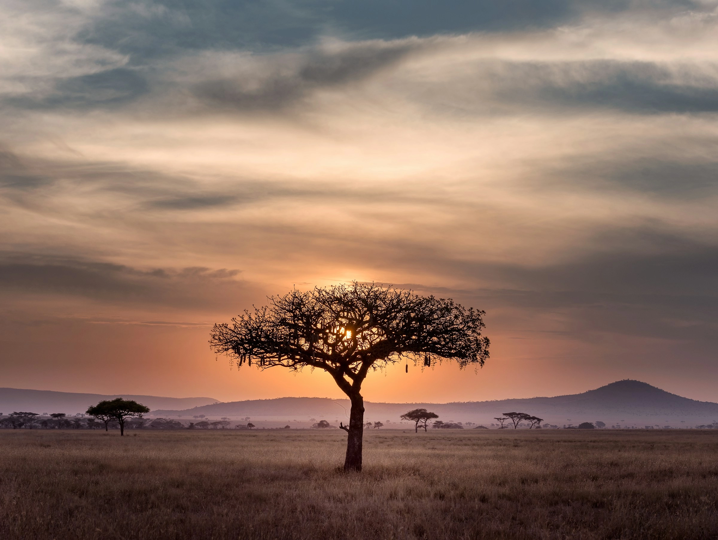 Serene African Color Palette, Combinations & Schemes | Octet Design Labs