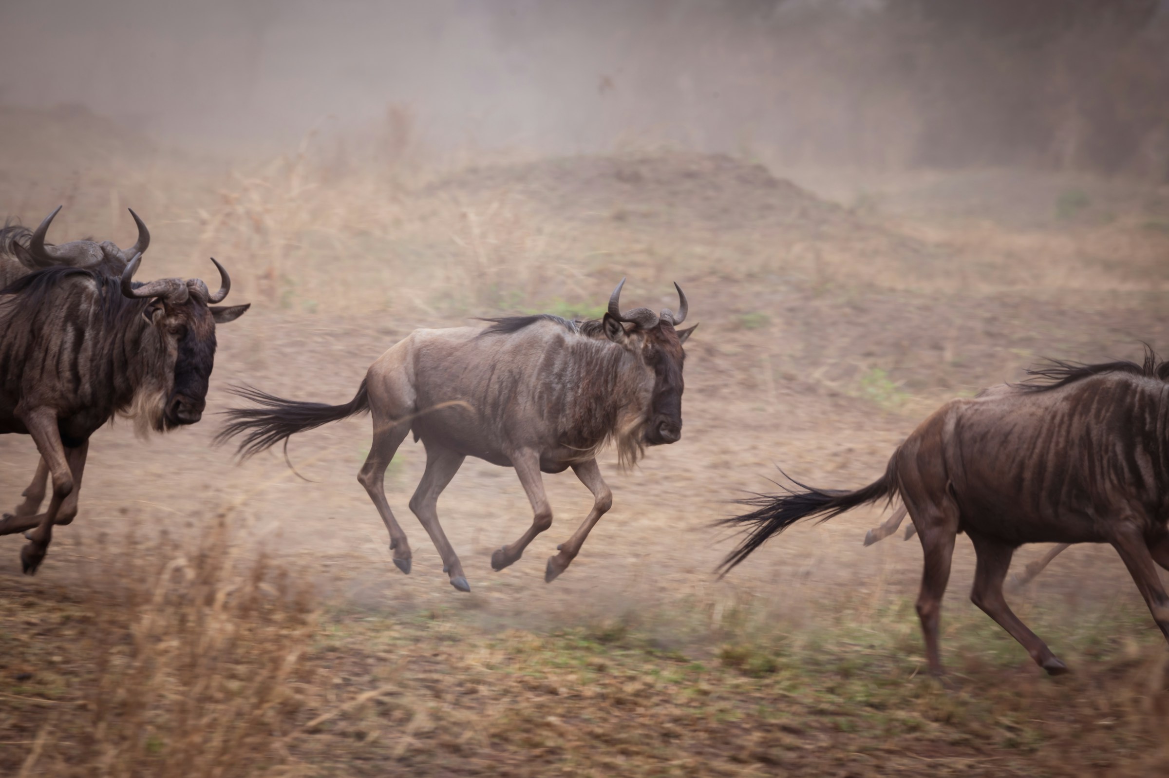 Wildebeest Migration Color Palette, Combinations & Schemes | Octet ...
