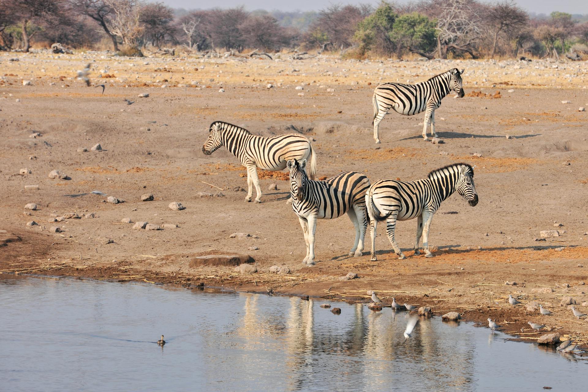 Zebras at Color Palette, Combinations & Schemes | Octet Design Labs