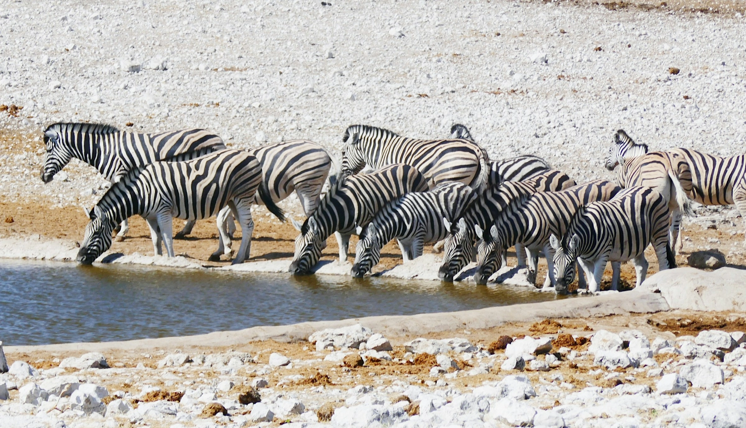 Zebras Drinking Color Palette, Combinations & Schemes | Octet Design Labs