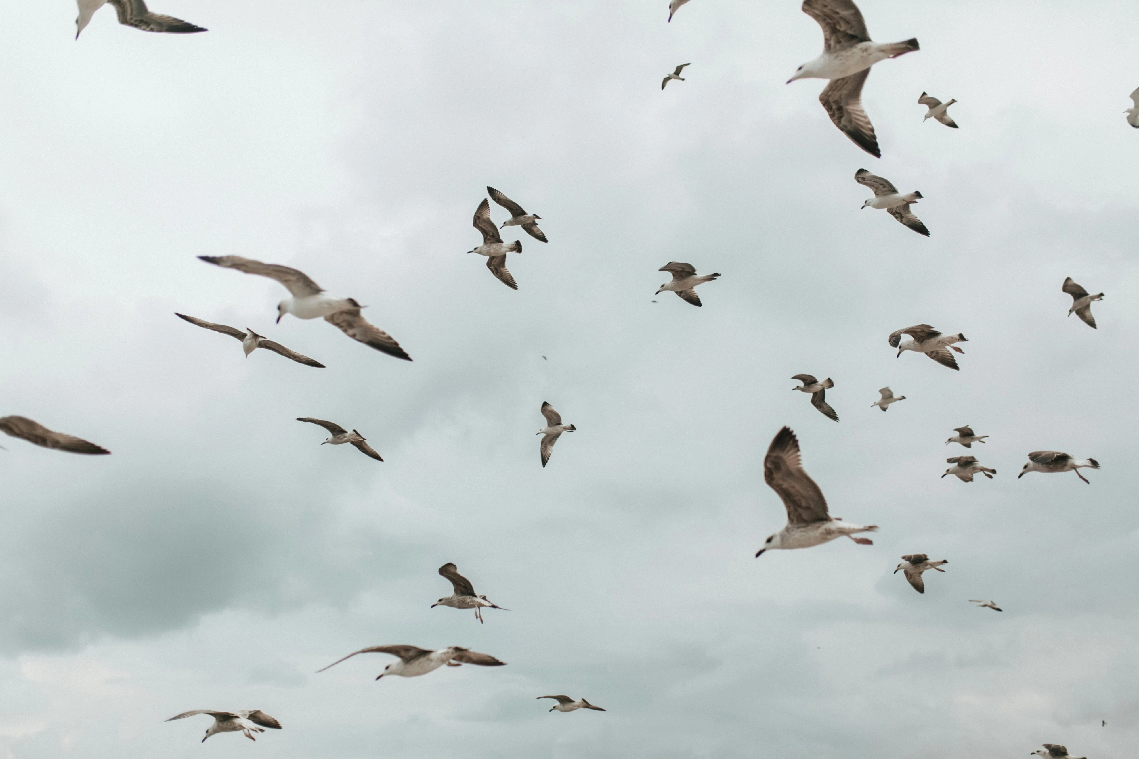 Seagulls in Color Palette, Combinations & Schemes | Octet Design Labs