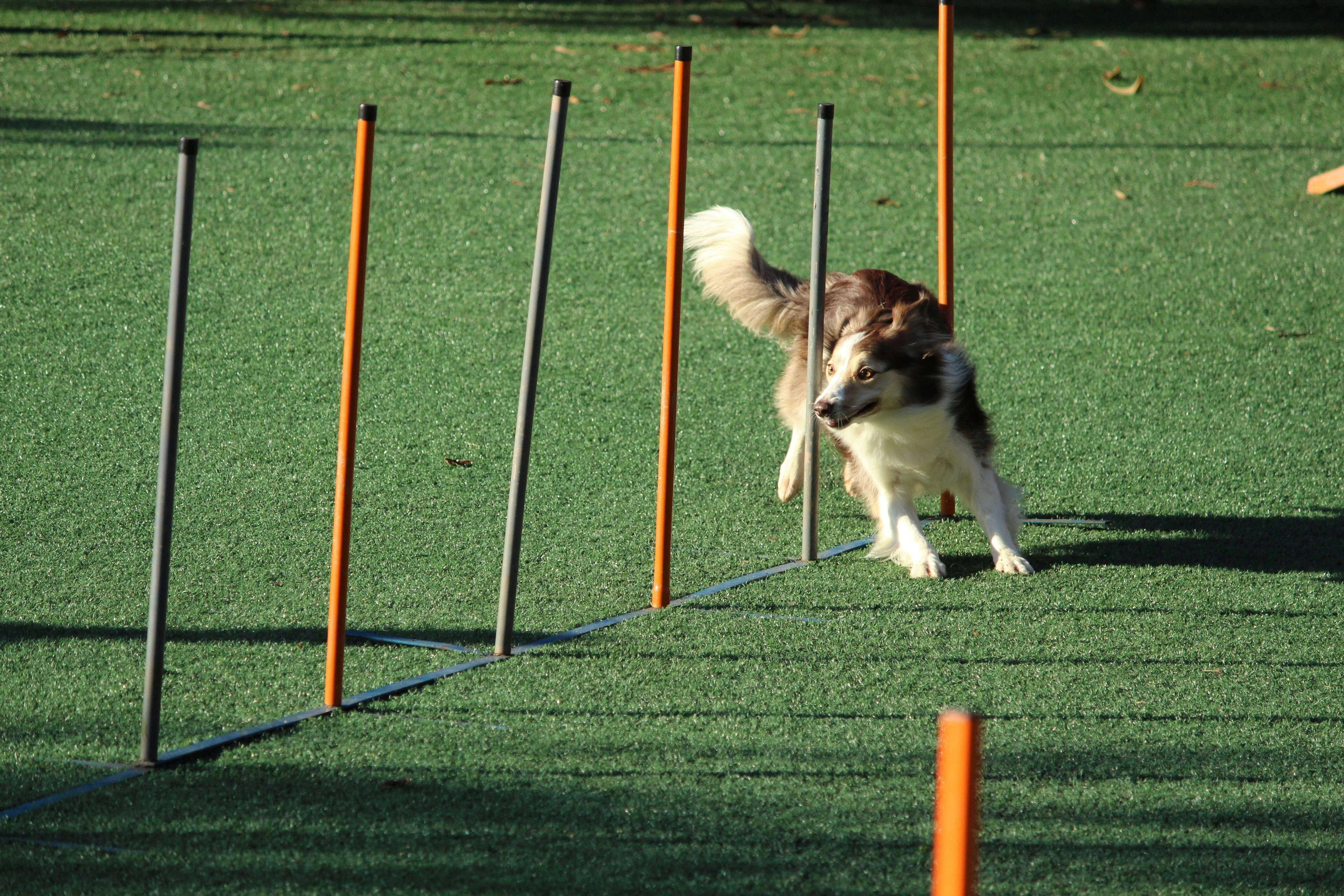 Dog Agility Color Palette, Combinations & Schemes | Octet Design Labs